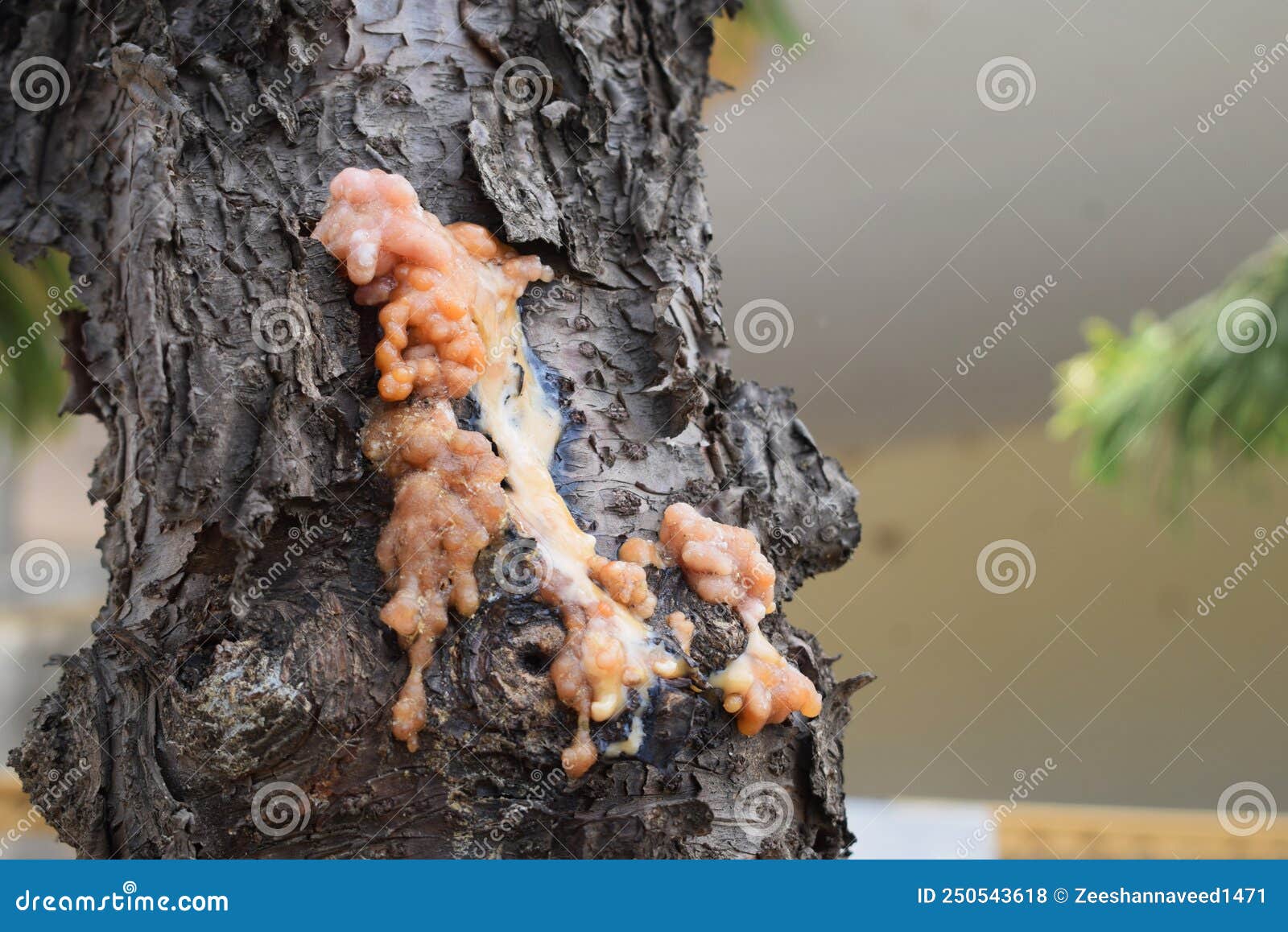Sticky Jelly- Like Mucilage Formed On The Roots Of Indian Rhododendron ...