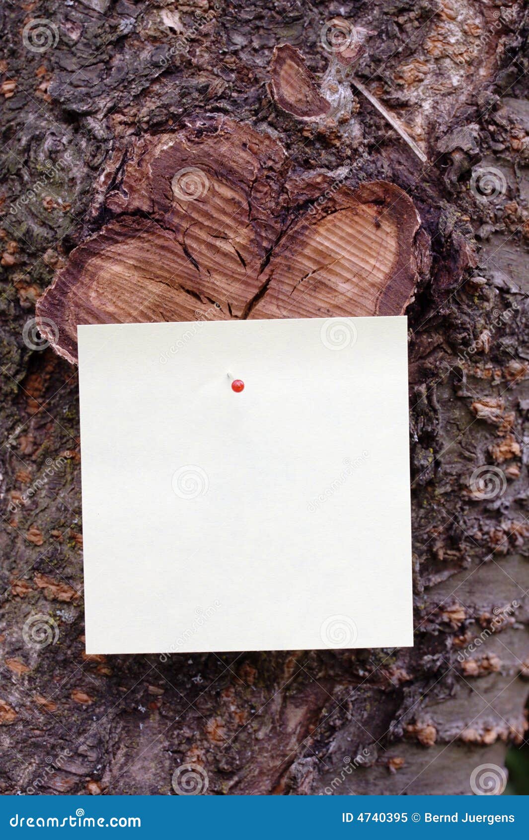 Sticky Note On A Tree Picture. Image: 4740395