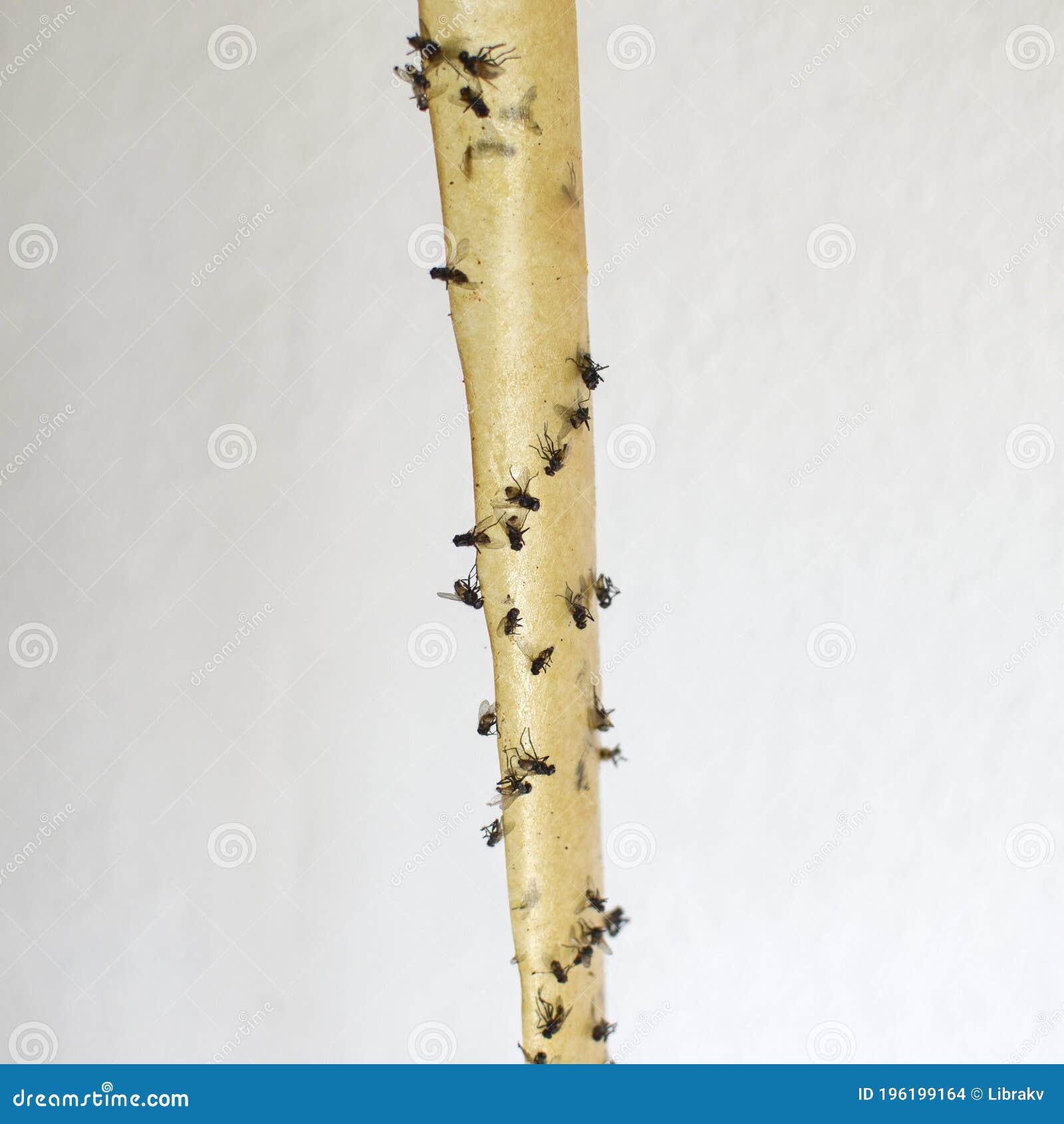 Sticky Paper Fly Catcher Tape Stock Photo - Image of indoor, dead ...