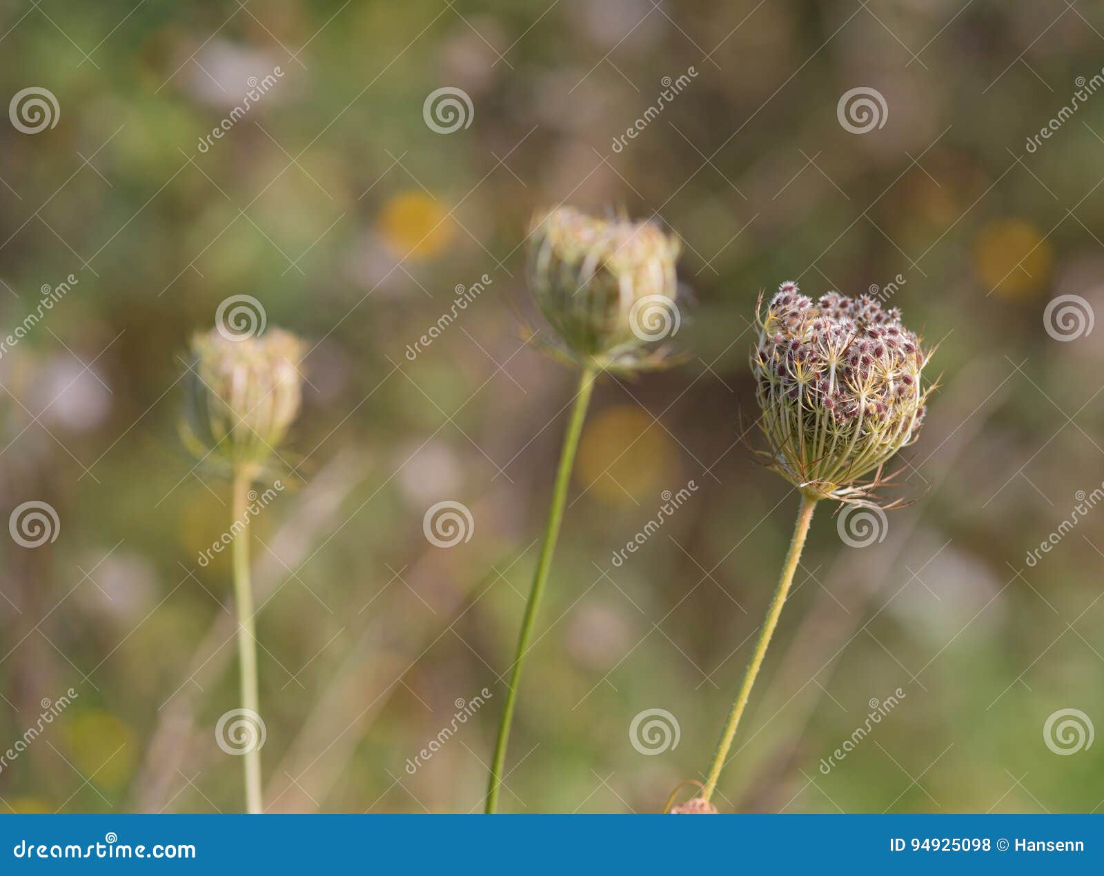 Sticky plant seeds stock photo. Image of weed, seed, flower - 94925098