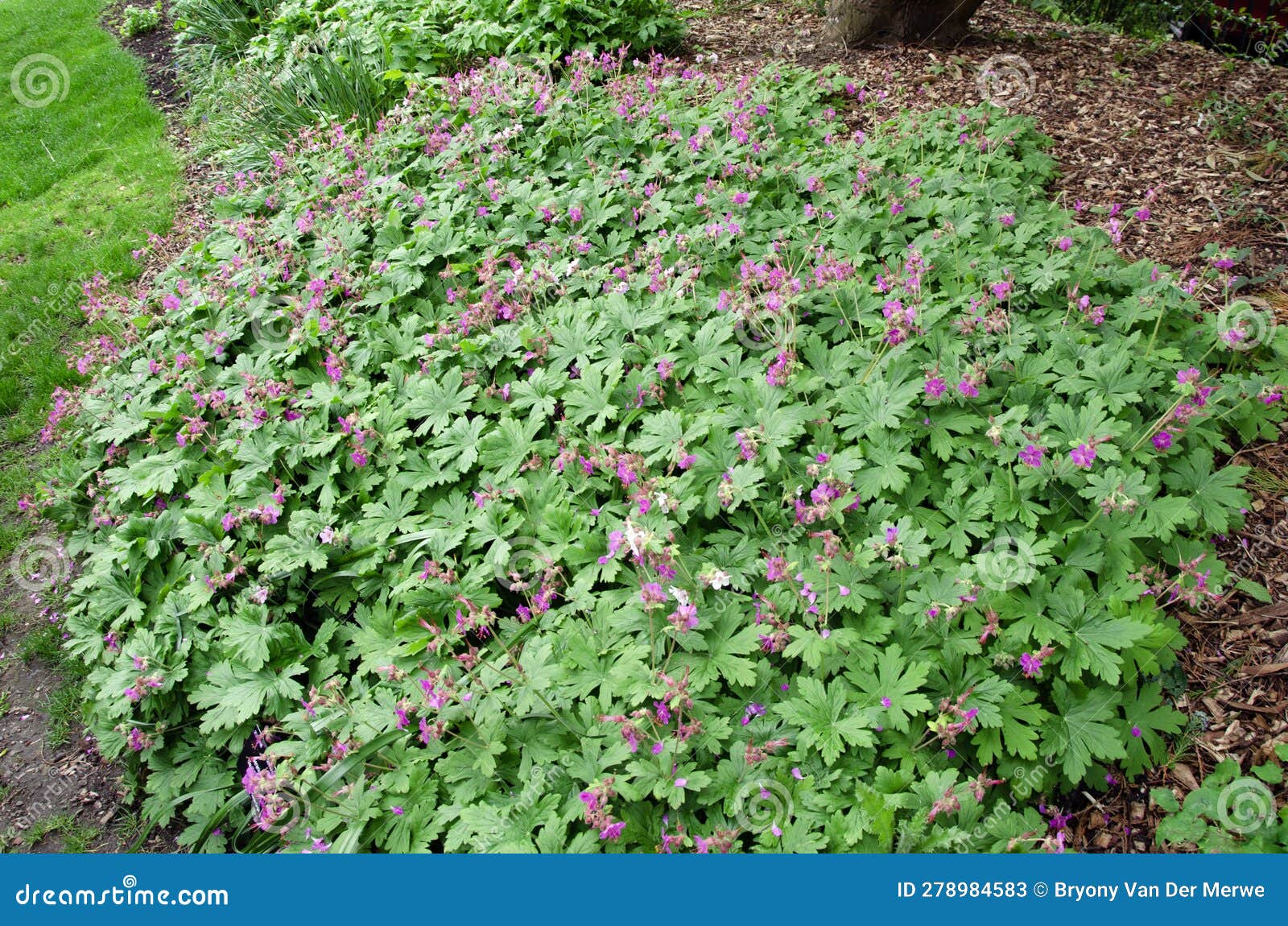Sticky Purple Geranium, Geranium Viscosissimum Stock Image - Image of ...