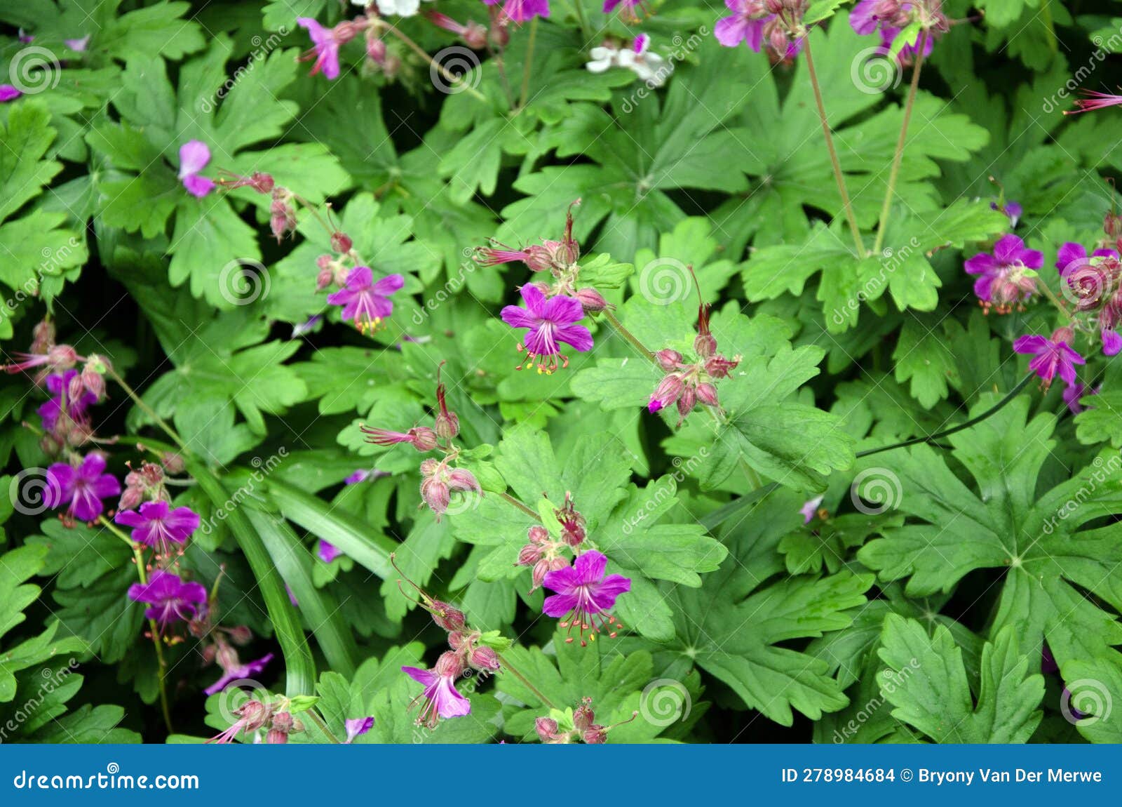 Sticky Purple Geranium, Geranium Viscosissimum Stock Photo - Image of ...