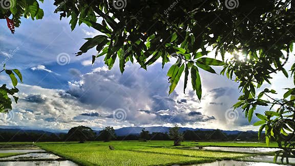 The sticky rice field. stock image. Image of light, rice - 152039941