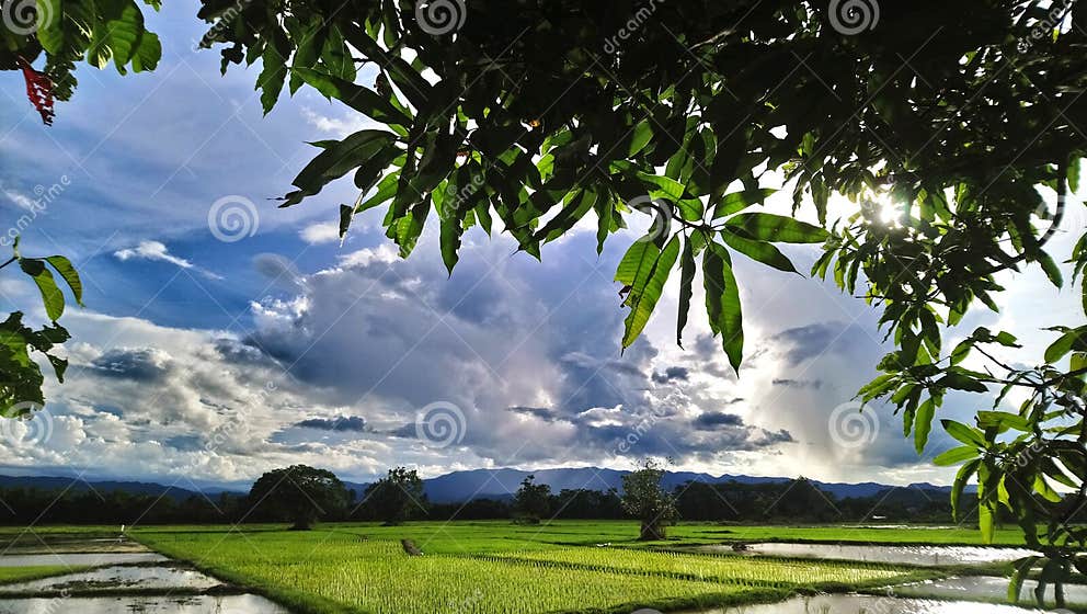 The sticky rice field. stock image. Image of light, rice - 152039941