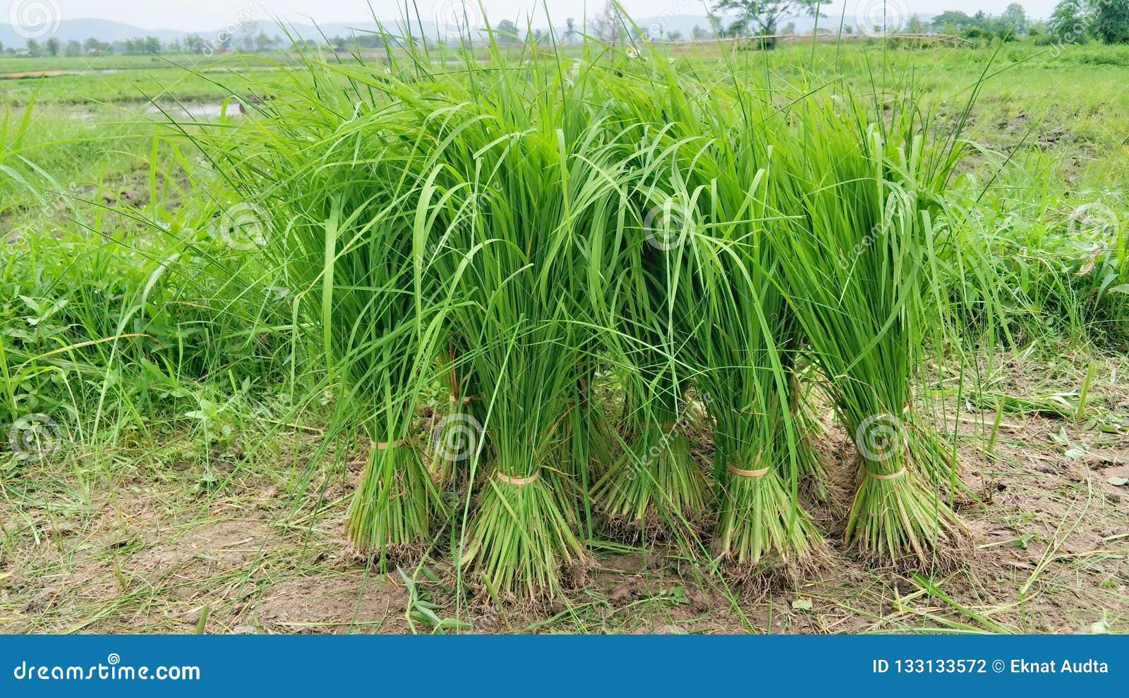 Sticky rice stock photo. Image of fields, sticky, rice - 133133572