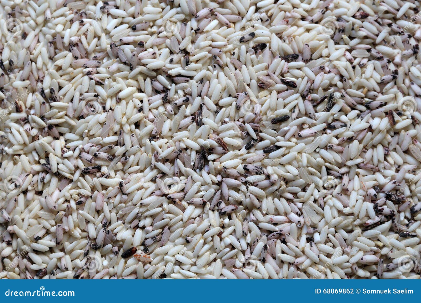 Sticky rice uncooked stock photo. Image of ingredient - 68069862