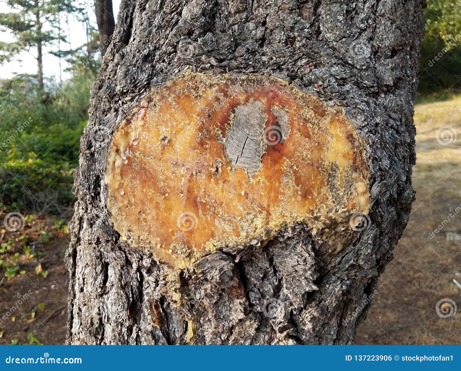 Sticky Sap on Tree with Cut Branch Stock Photo - Image of outdoor ...