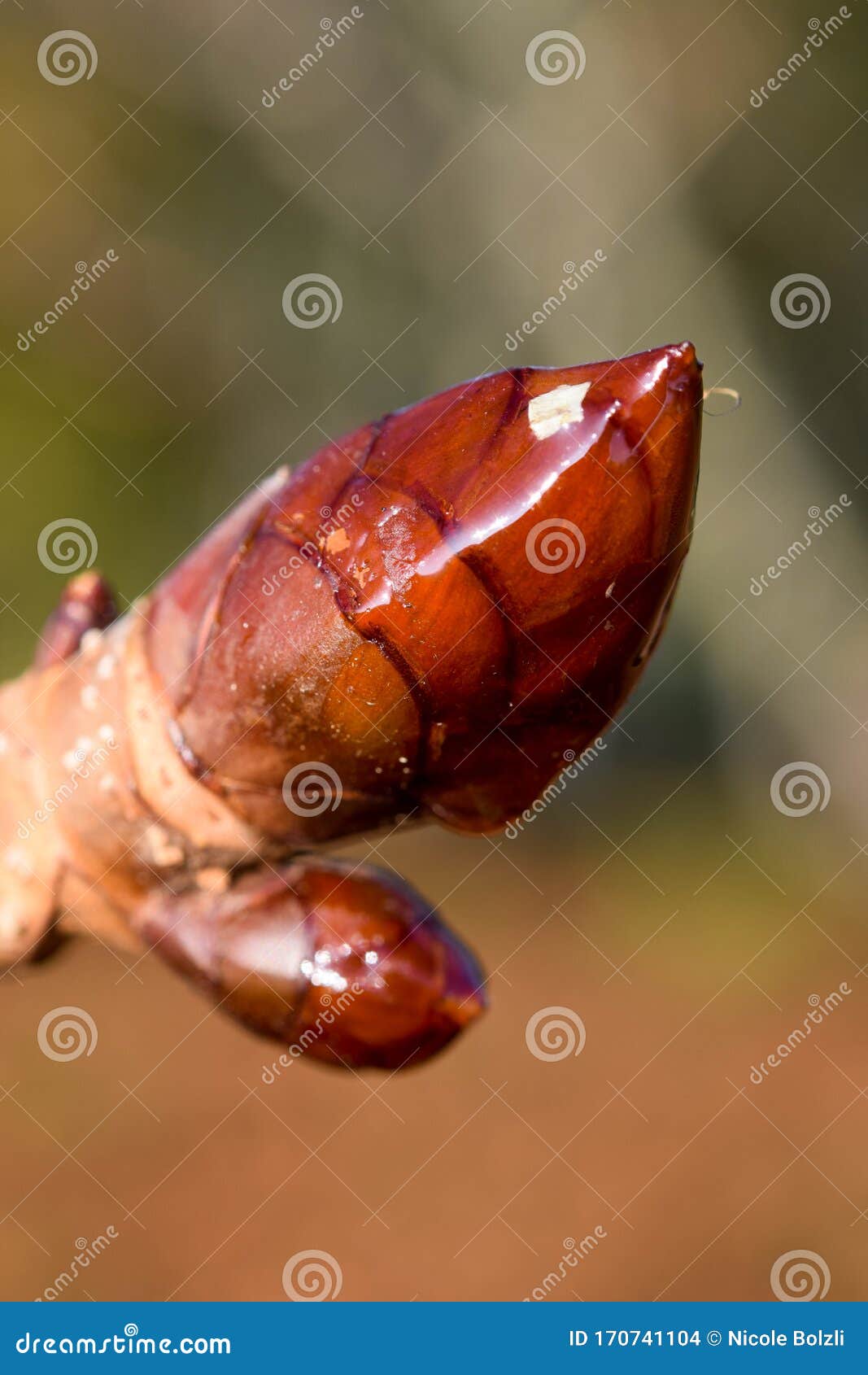 The Sticky and Shiny Bud of a Tree in Spring Time Stock Photo - Image ...