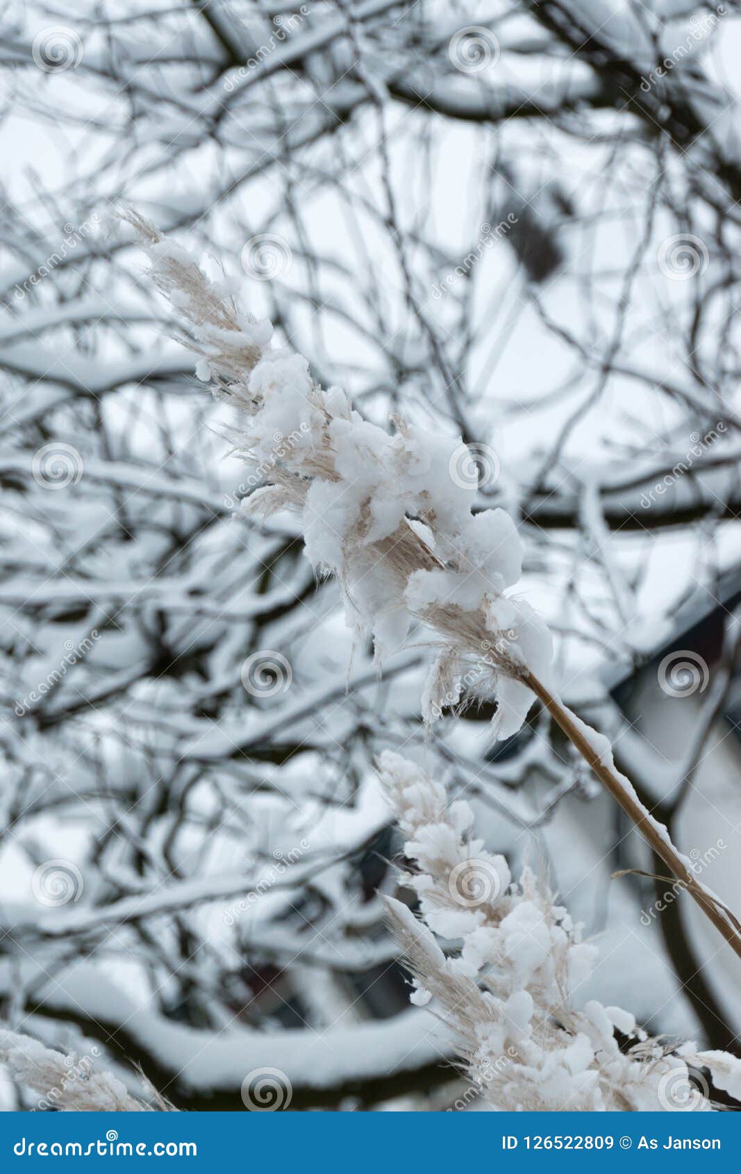 Sticky Snow Makes Everything Looks Different Stock Image - Image of ...