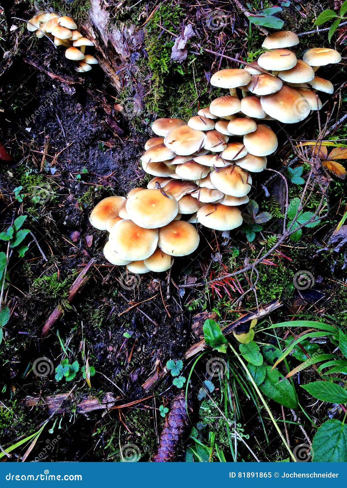 Sticky sponge in a forest stock image. Image of specialty - 81891865