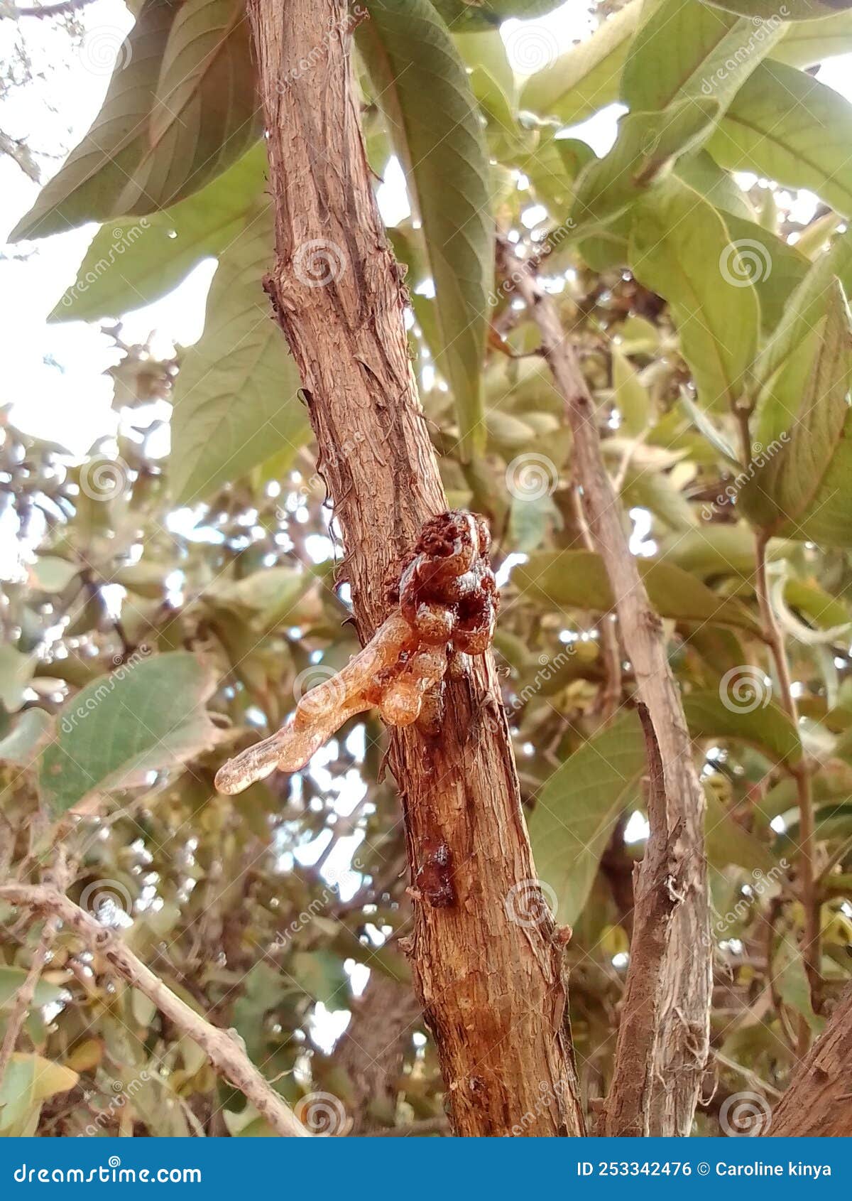 Sticky Substance on a Tree or a Tree Sap, August 2022 in Kenya Stock ...