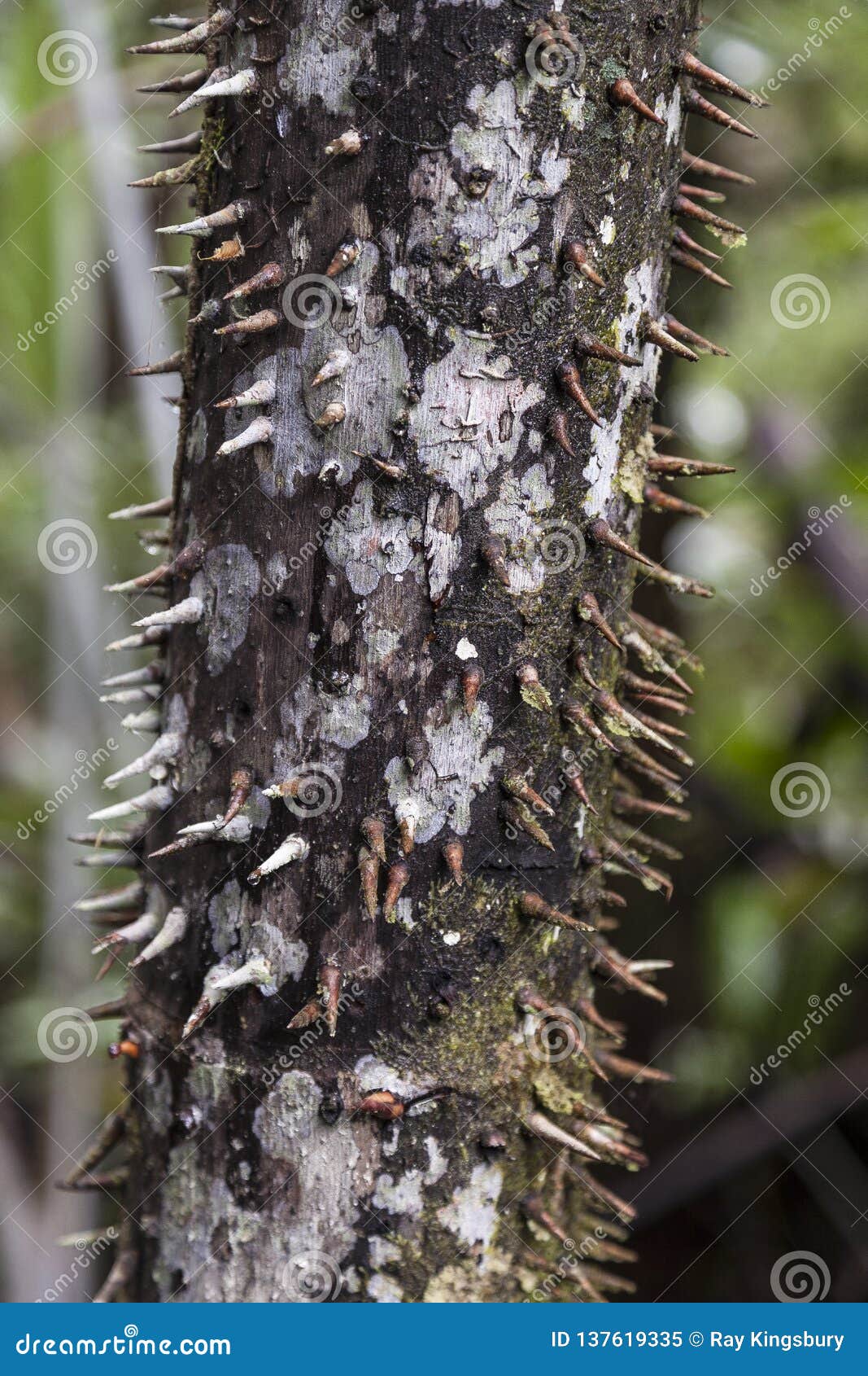 Sticky Tree, Amazon Rainforest, Ecuador Stock Image - Image of america ...
