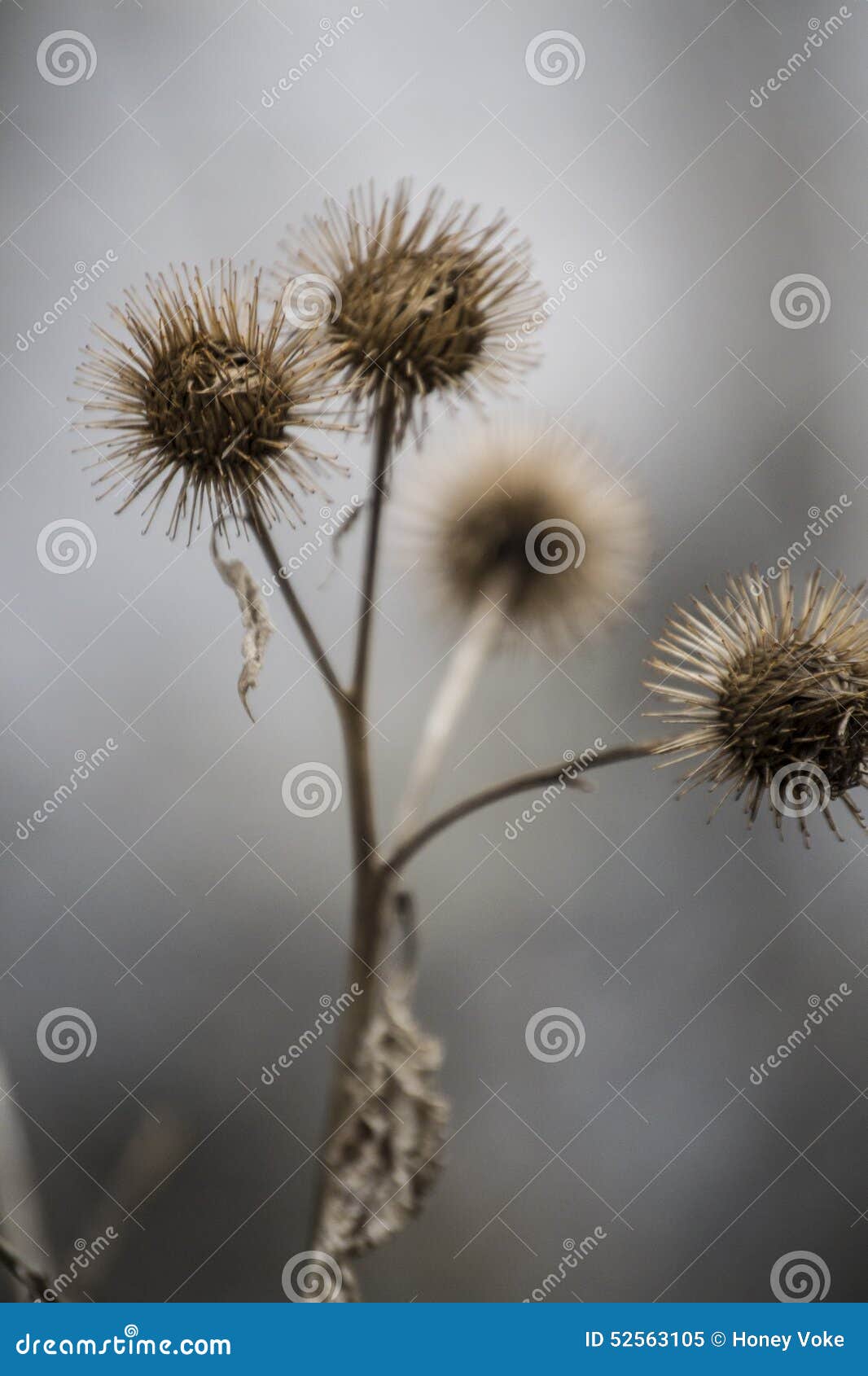 Sticky Weeds With Seeds