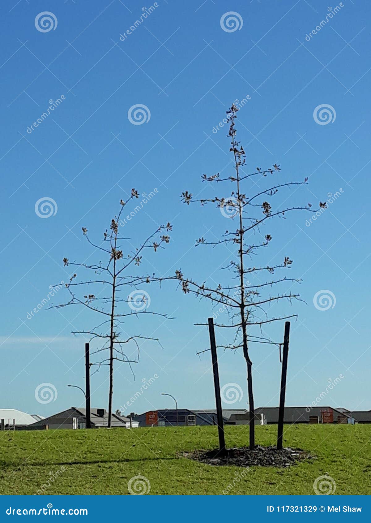 Sticl Trees Stock Photos - Free & Royalty-Free Stock Photos from Dreamstime