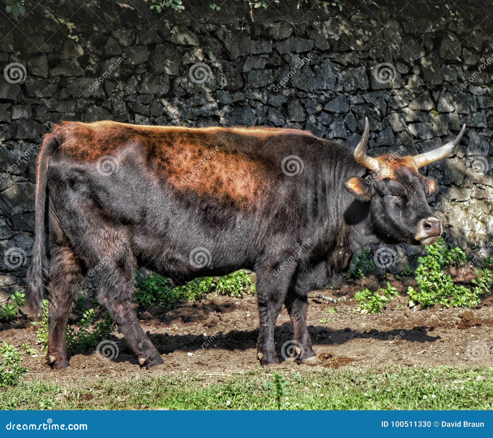 Stier stock foto. Image of gevaar, stier, groot, manier - 100511330