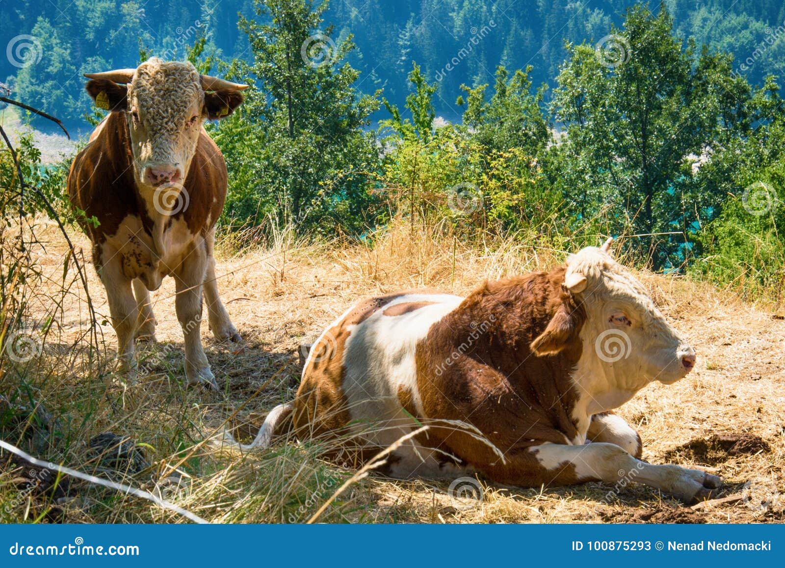 Stier redaktionelles stockfoto. Bild von stier - 100875293
