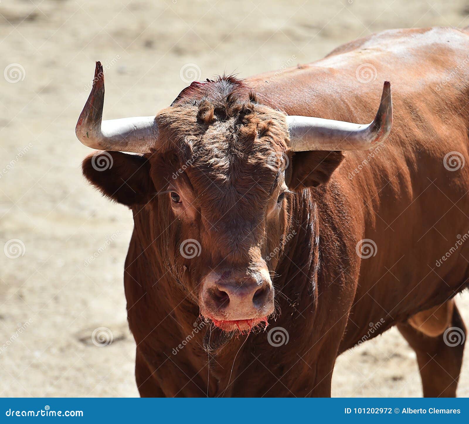 Stier stock foto. Image of spaans, moed, hoornen, woest - 101202972