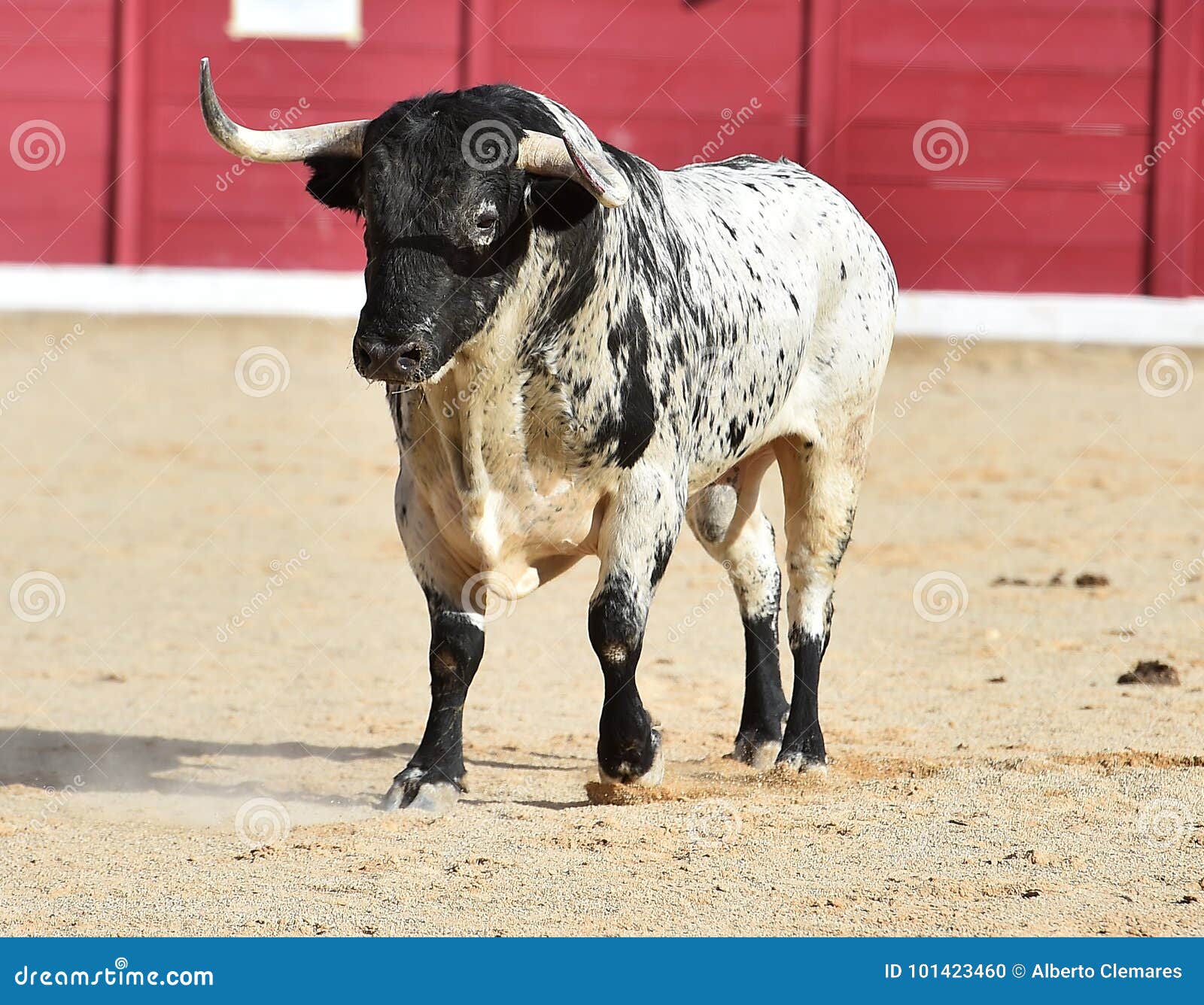 Stier stock foto. Image of wild, stierengevecht, stierenvechten - 101423460