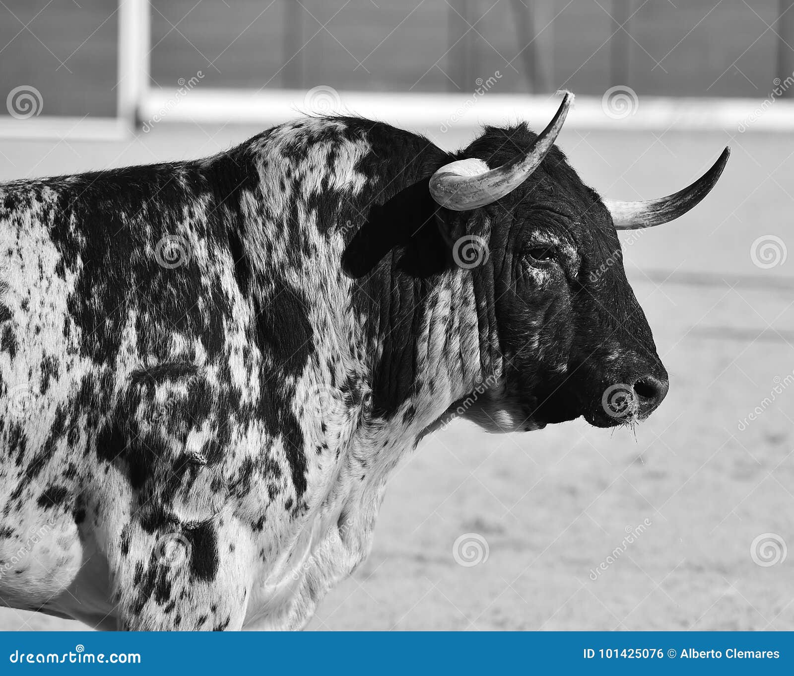 Stier stock foto. Image of stierengevecht, moed, stierenvechten - 101425076
