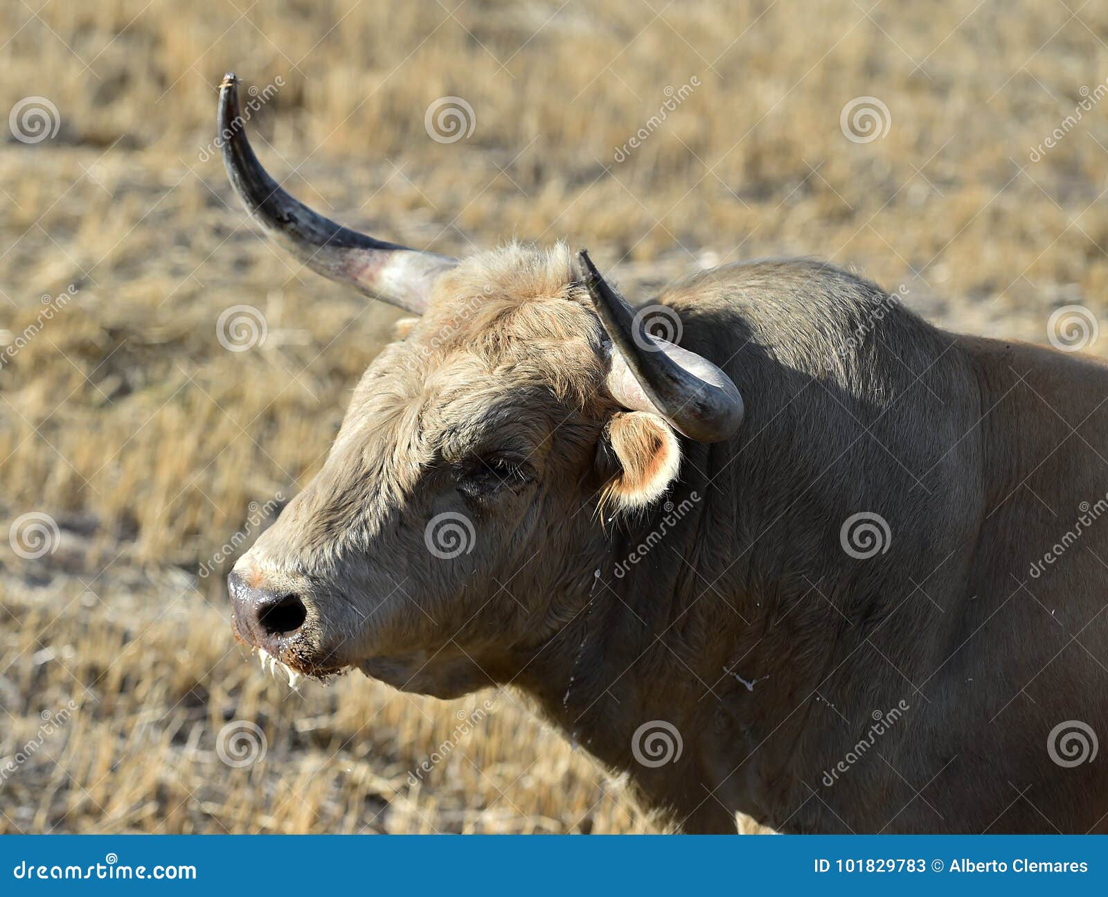 Stier stock afbeelding. Image of stier, dood, moed, dier - 101829783