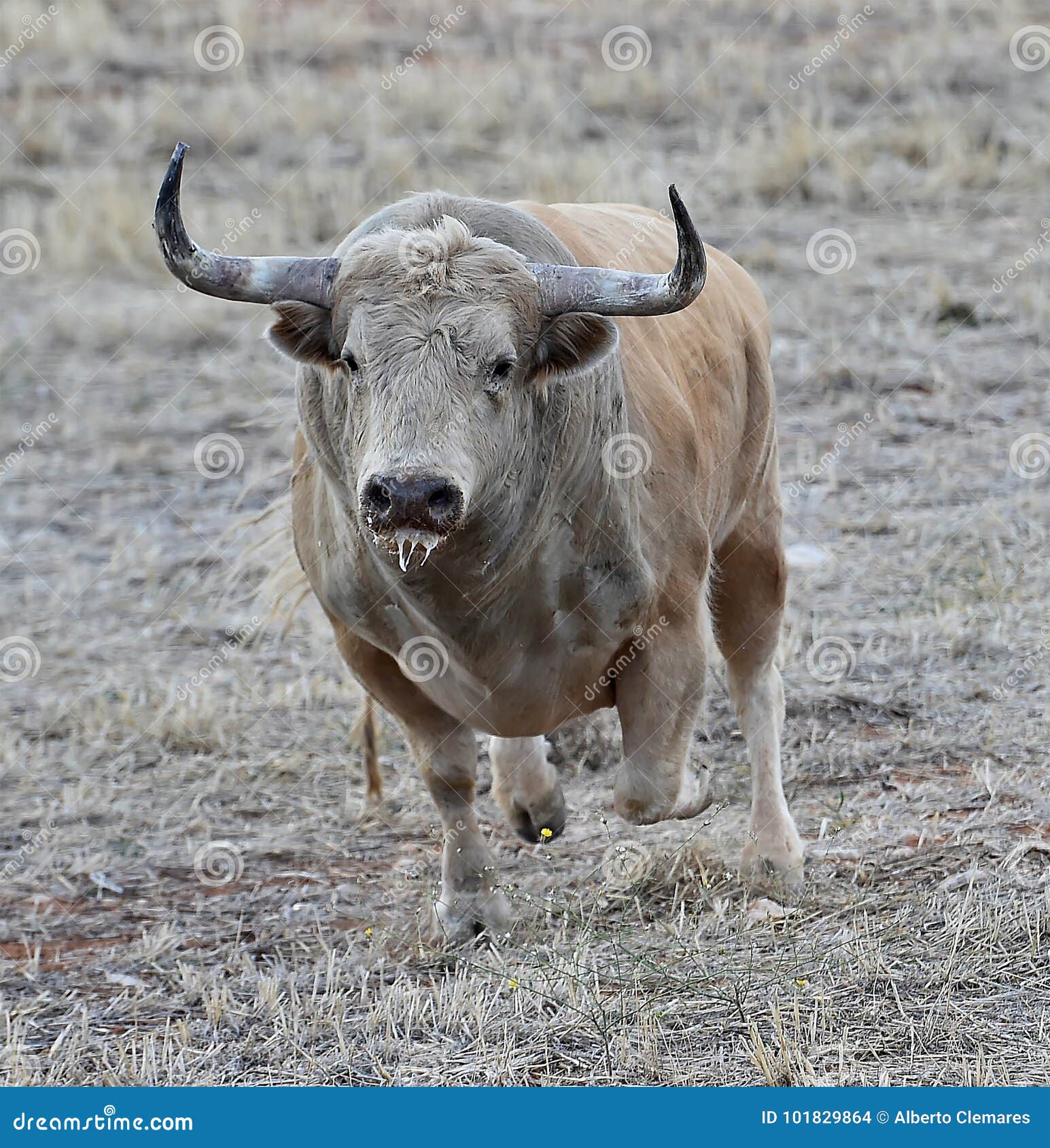 Stier stockfoto. Bild von geweihe, wild, stier, gefahr - 101829864