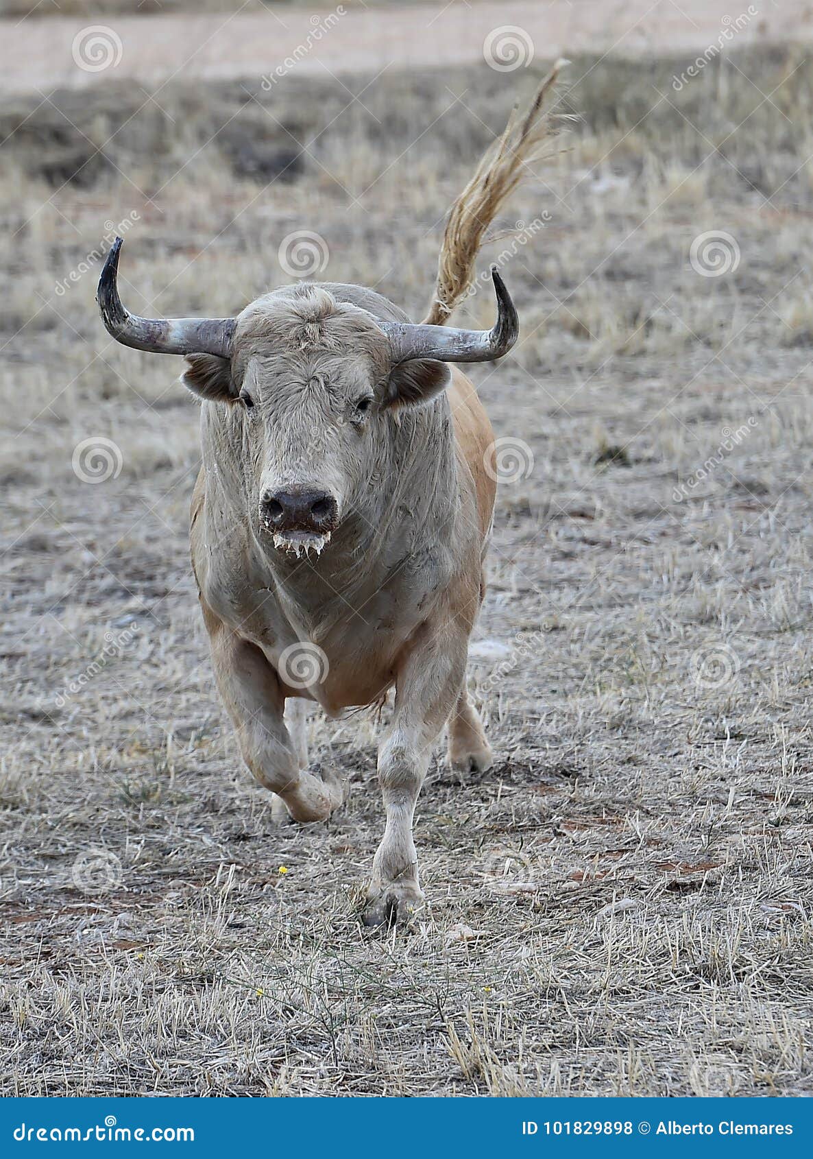 Stier stockfoto. Bild von stier, kultur, spanisch, stierkampfarena ...