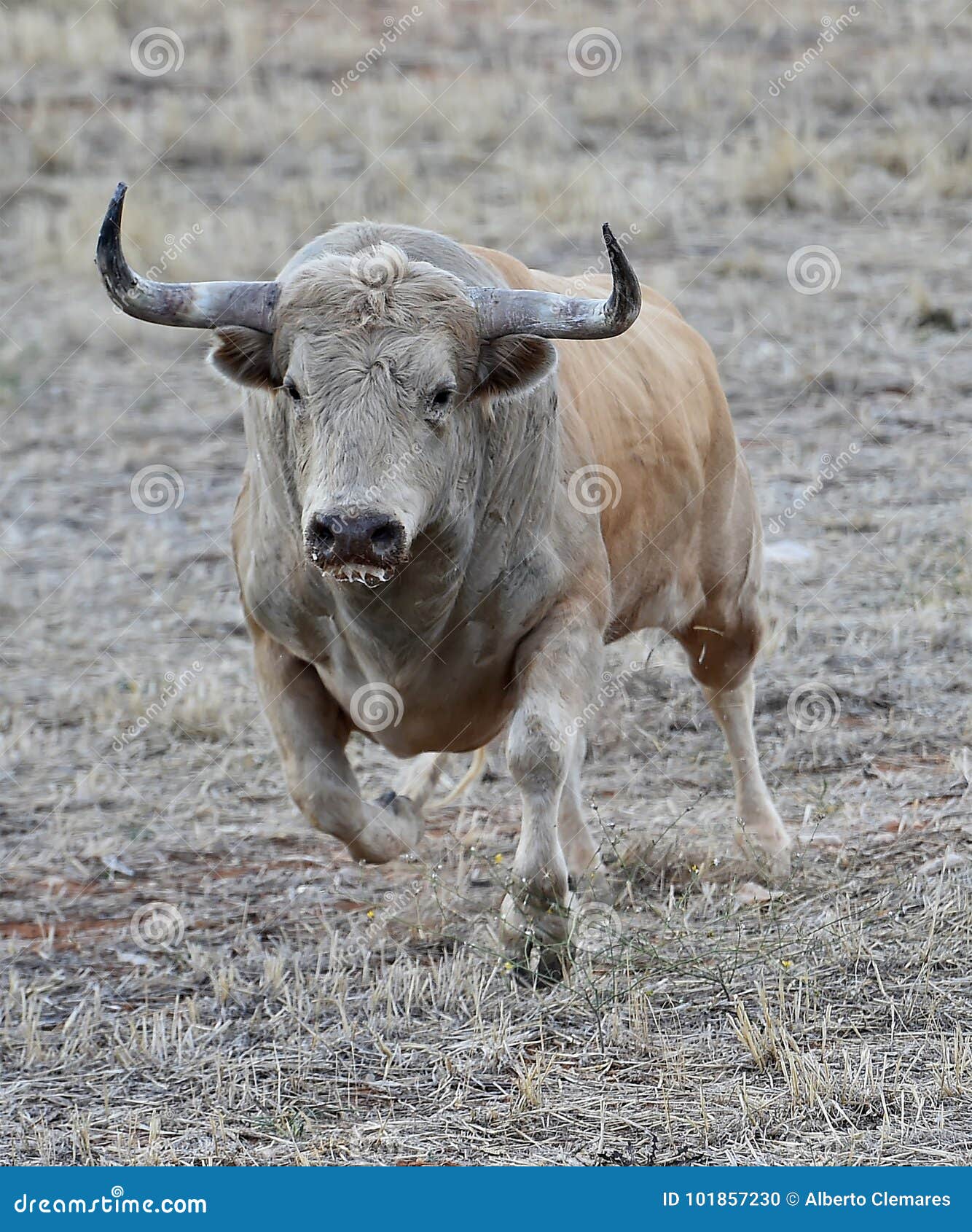 Stier stock foto. Image of gewonnen, stierenvechten - 101857230
