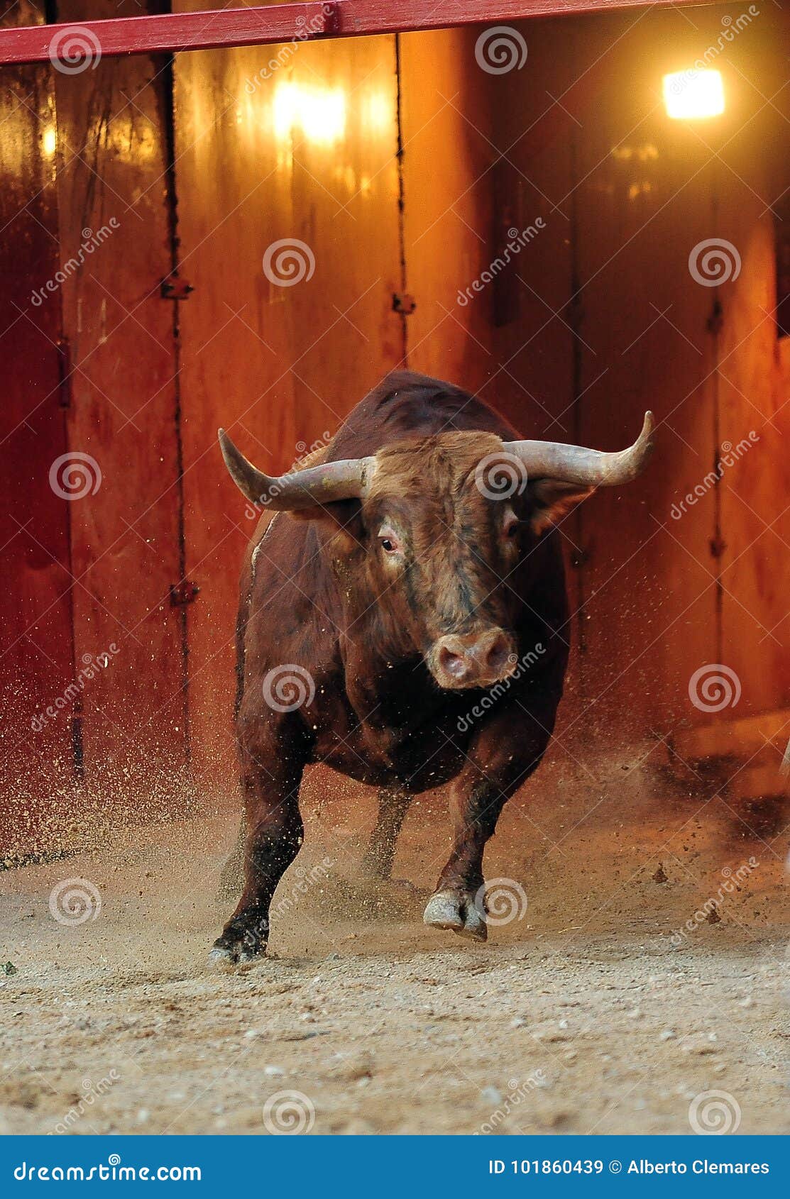 Stier stock afbeelding. Image of arena, woest, dood - 101860439