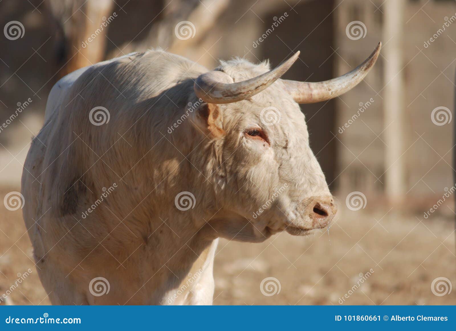 Stier stock afbeelding. Image of dier, spanje, risico - 101860661