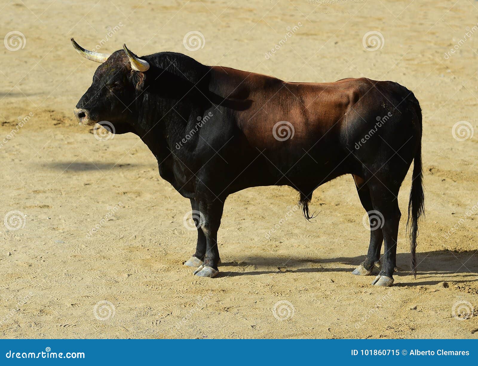 Stier stock afbeelding. Image of arena, stierenvechten - 101860715