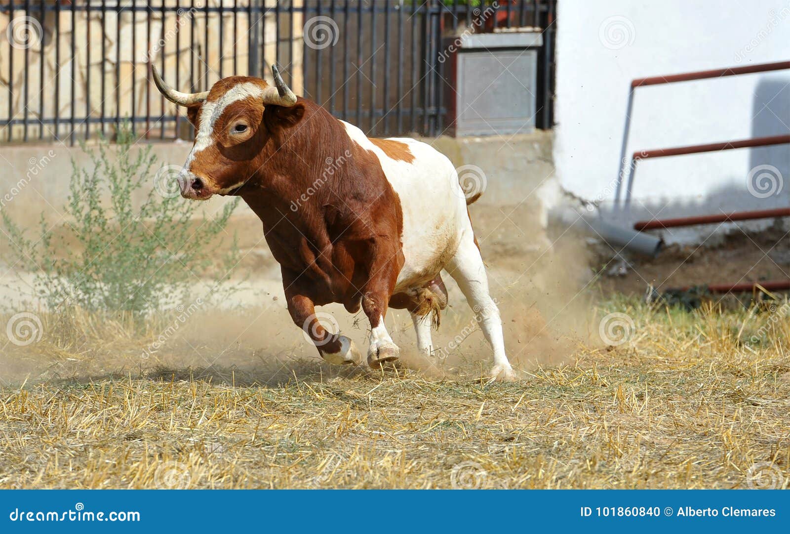 Stier stock foto. Image of dier, risico, tegenstanders - 101860840