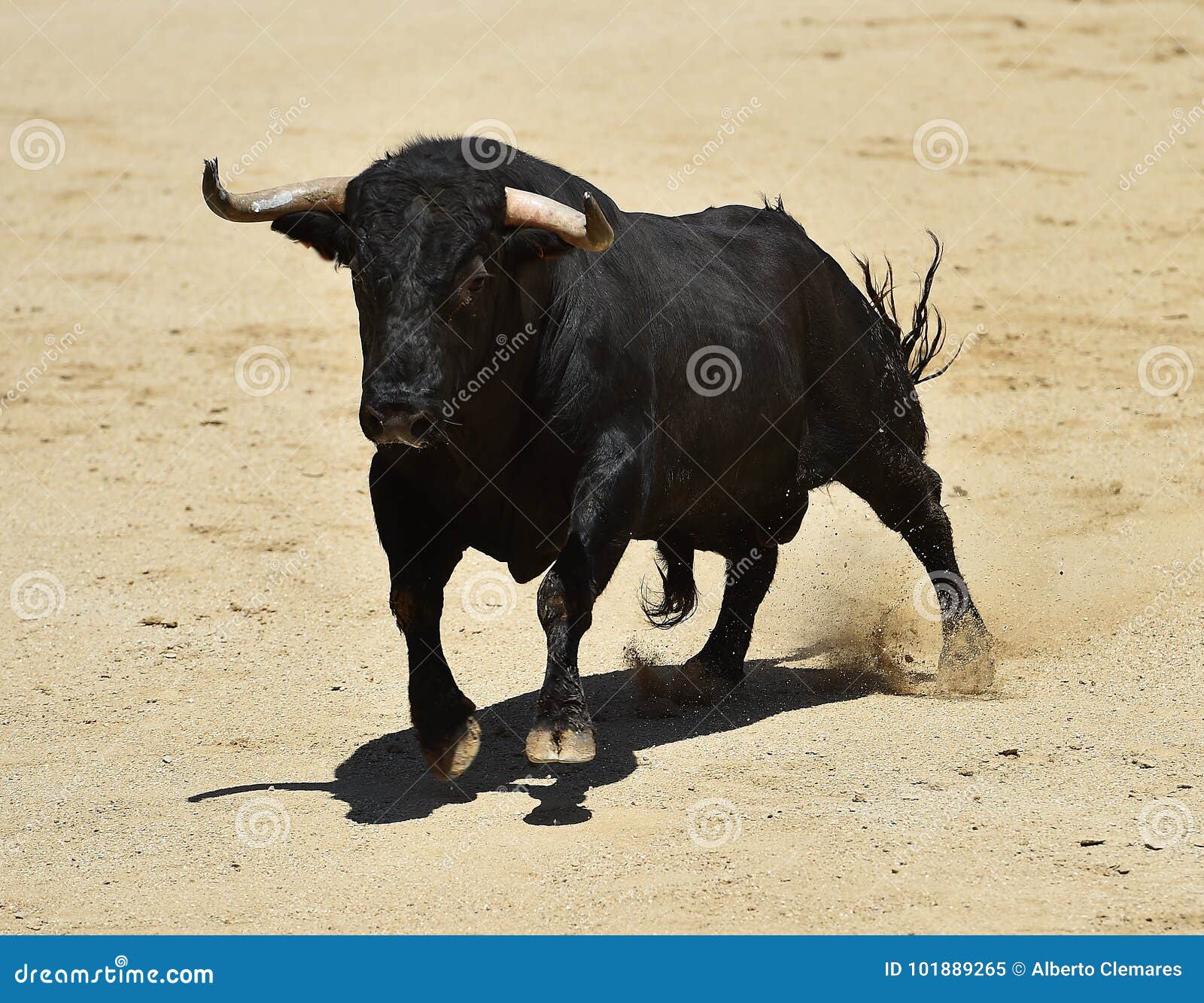 Stier stockbild. Bild von stierkampfarena, gewonnen - 101889265