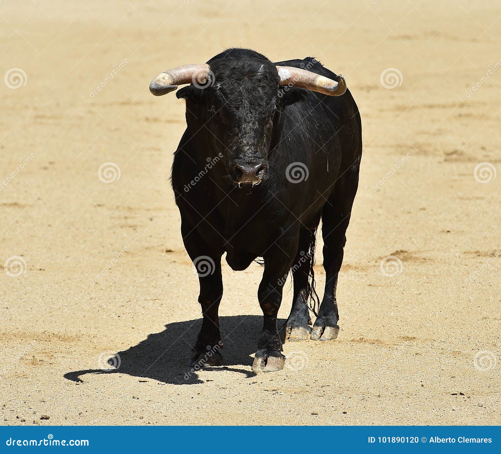 Stier stock foto. Image of dier, lopen, spanje, woest - 101890120