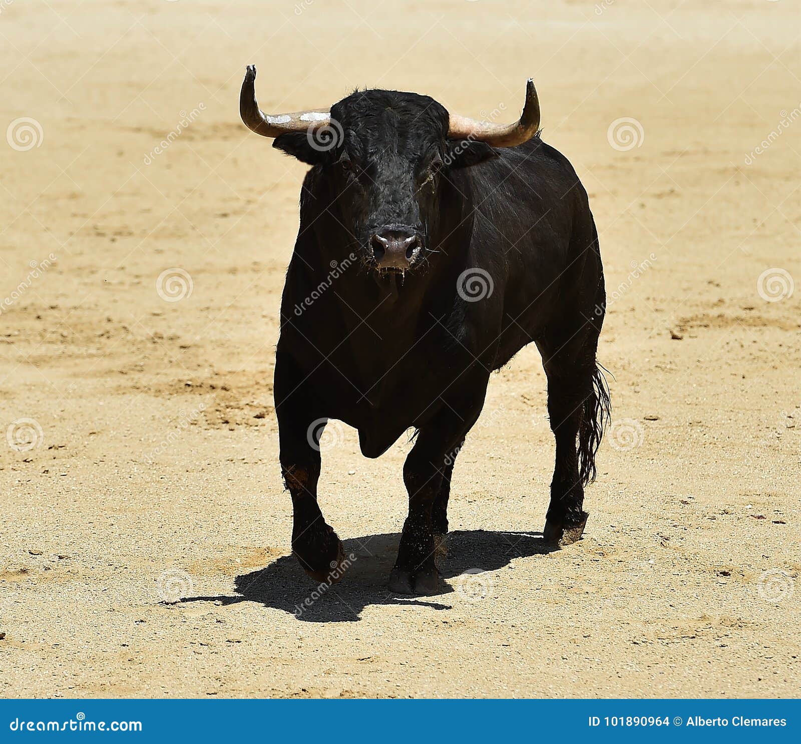 Stier stockfoto. Bild von tier, spanien, laufen, tapferkeit - 101890964