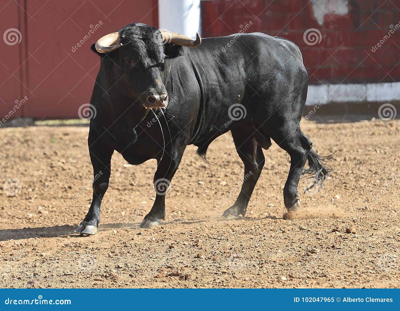 Stier redactionele afbeelding. Image of stierenvechten - 102047965