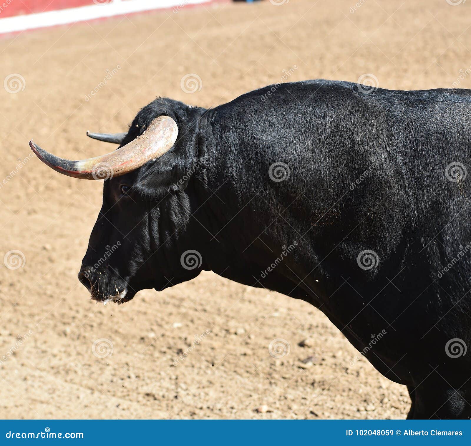 Stier redactionele stock afbeelding. Image of vrees - 102048059