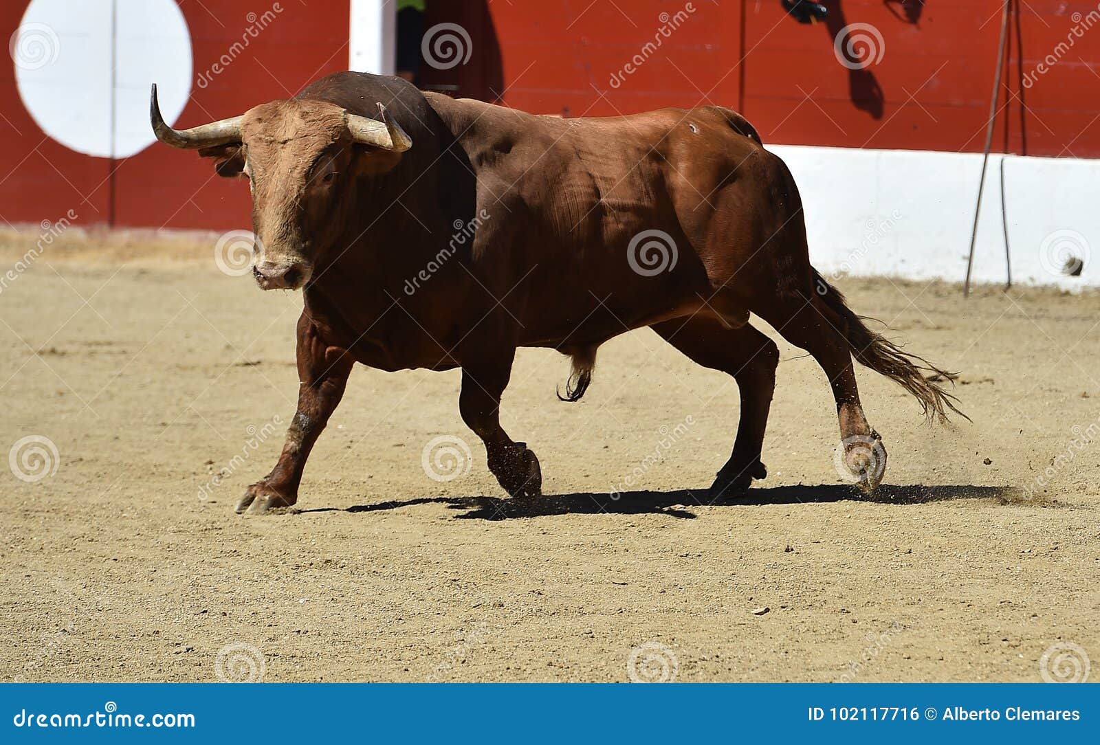Stier stock foto. Image of dier, stier, spanje, traditie - 102117716
