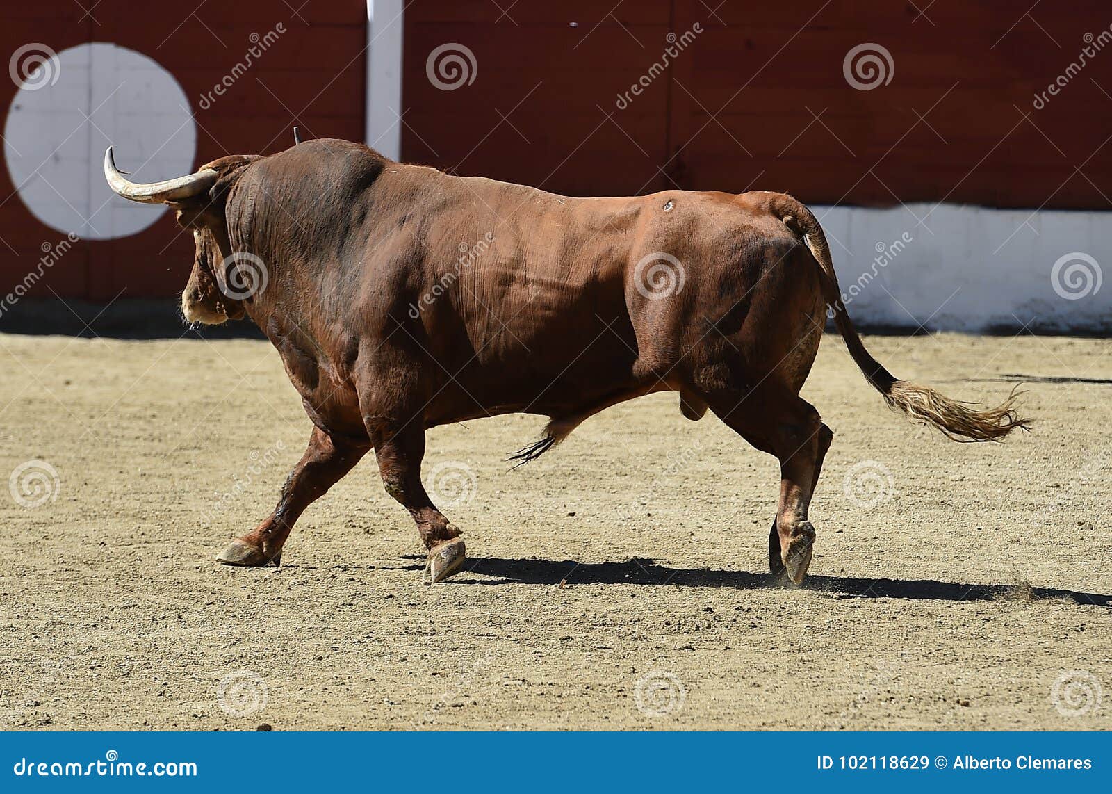 Stier stock afbeelding. Image of hevig, hoornen, tegenstanders - 102118629
