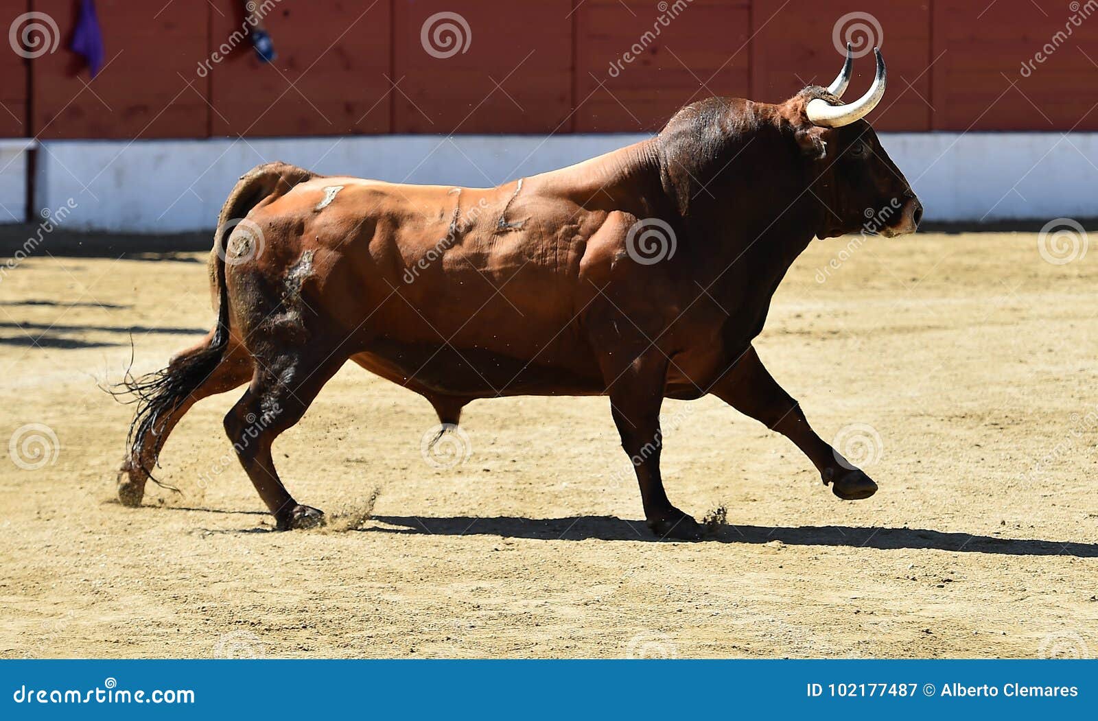 Stier stockbild. Bild von tradition, kultur, laufen - 102177487