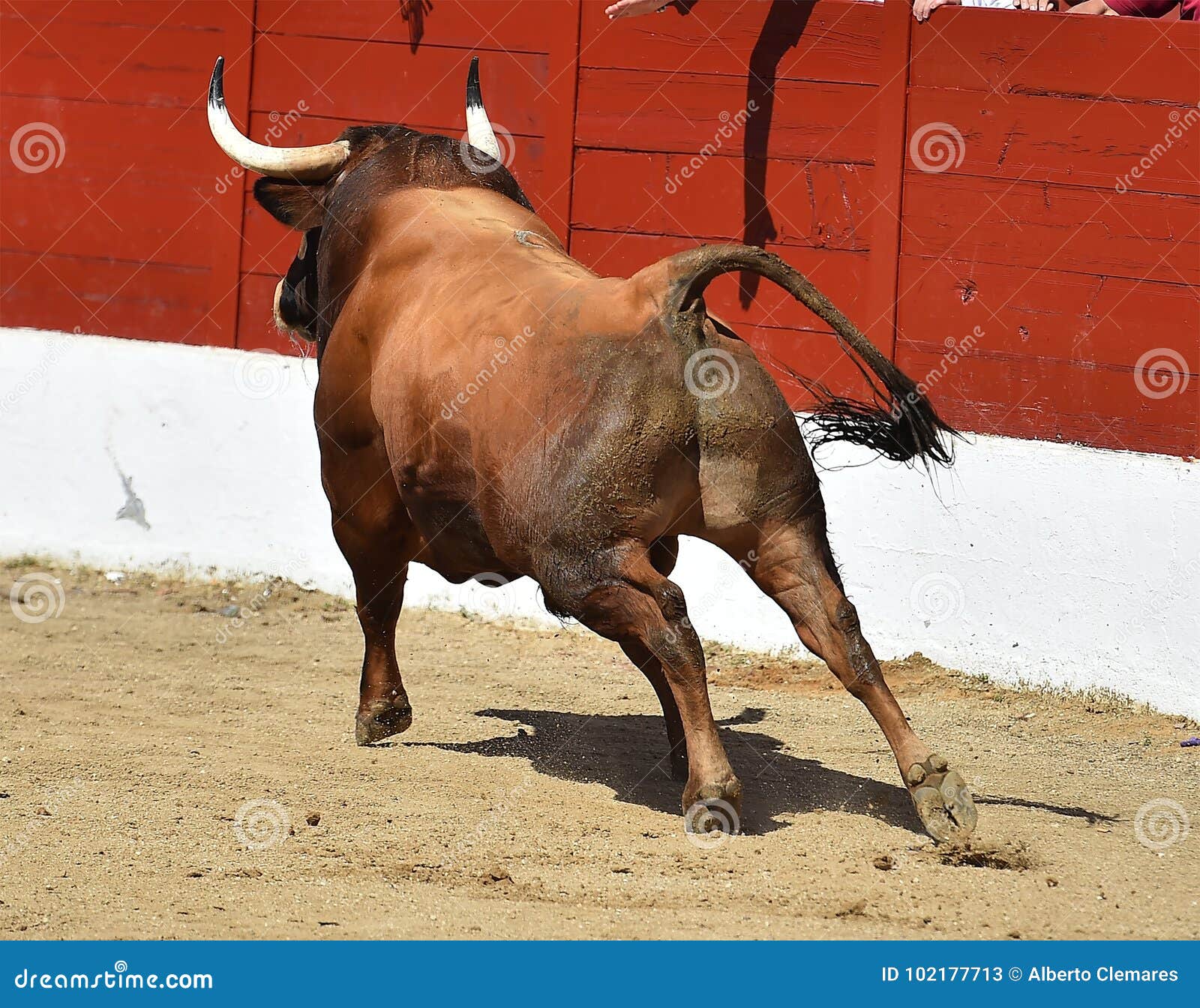 Stier stock afbeelding. Image of wild, hevig, stier - 102177713