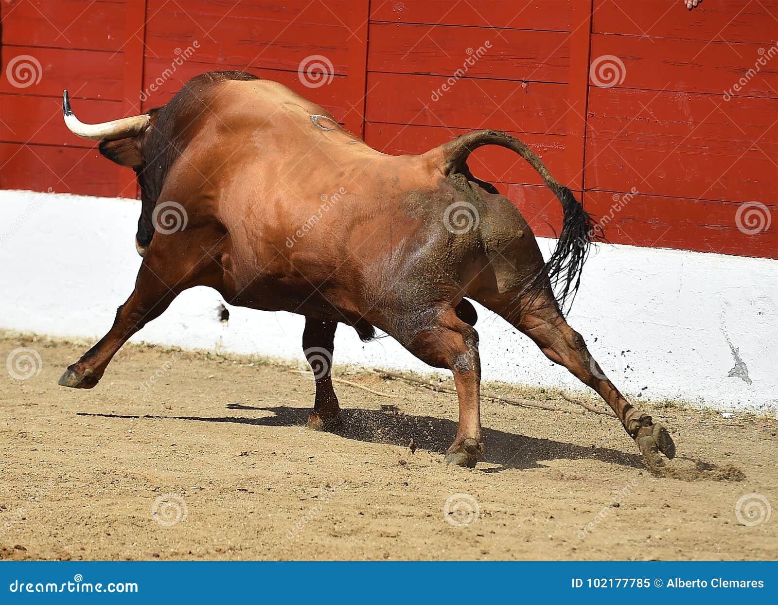 Stier stockbild. Bild von stierkampfarena, laufen, hupen - 102177785