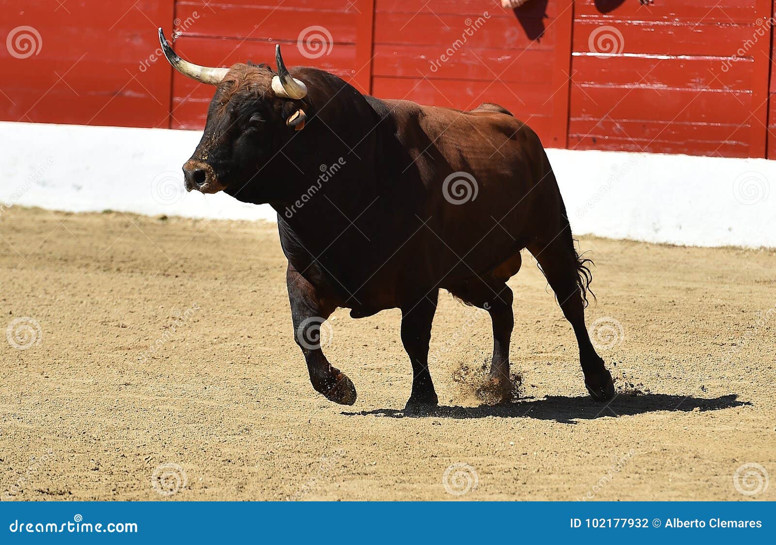 Stier stock foto. Image of vrees, moed, stier, gewonnen - 102177932
