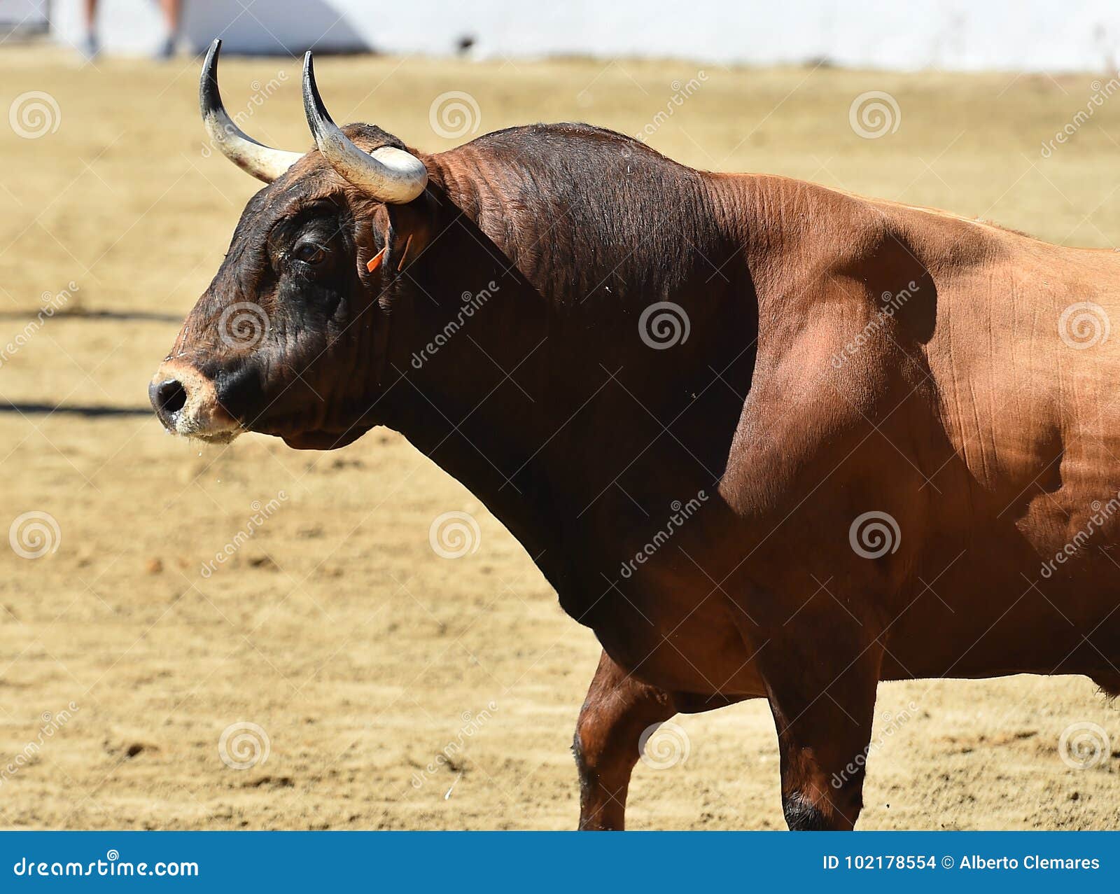 Stier stockfoto. Bild von stierkämpfe, furcht, stierkämpfer - 102178554