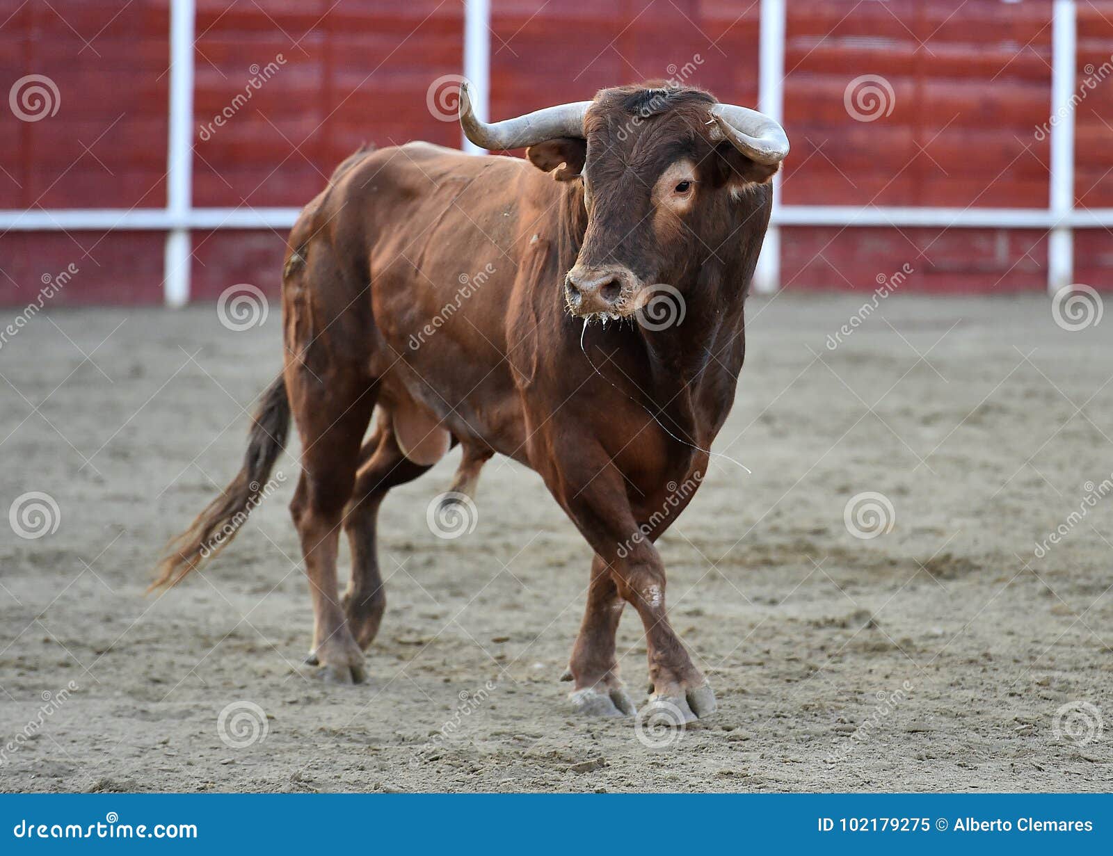 Stier stockbild. Bild von kultur, wild, laufen, tier - 102179275