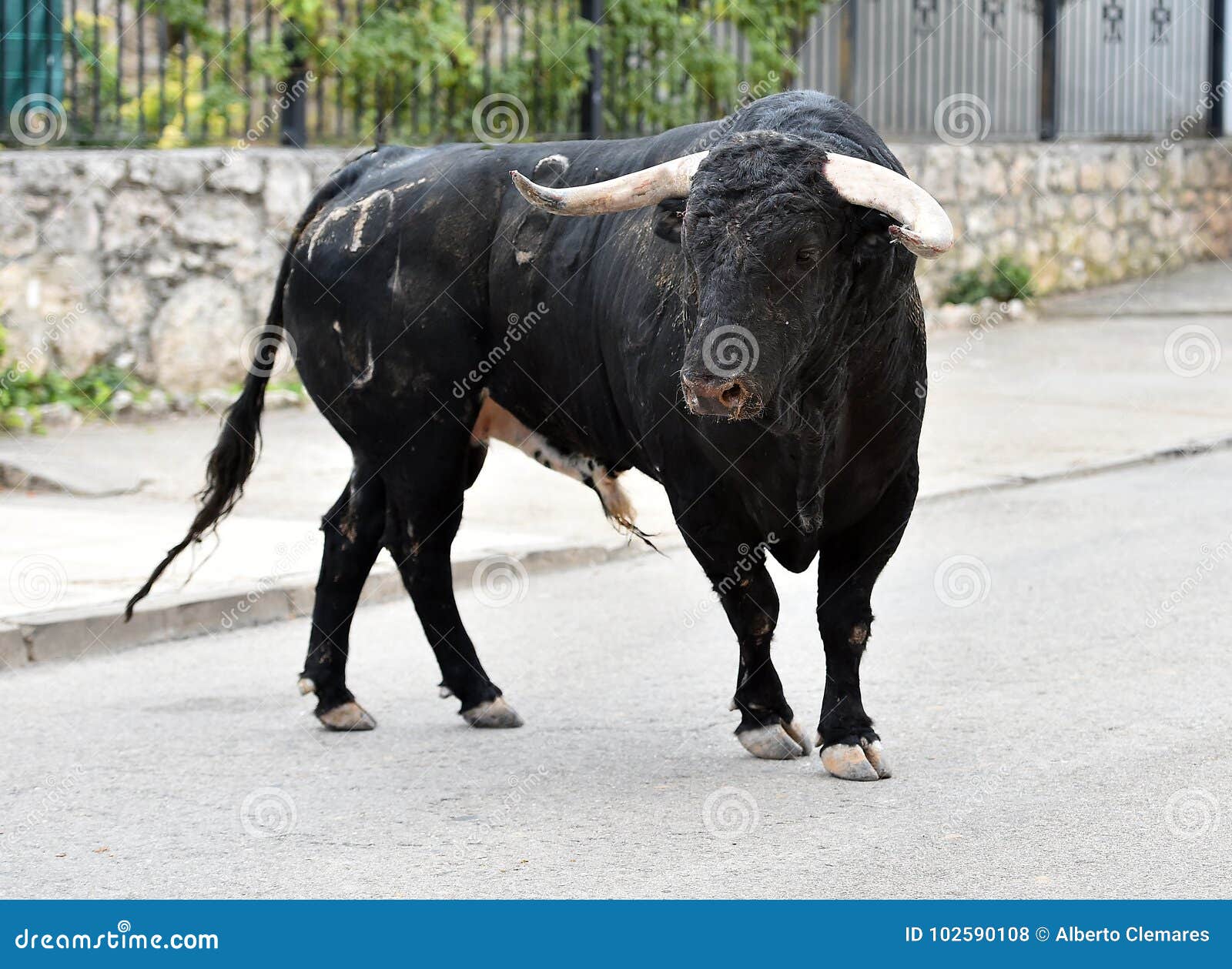 Stier stock foto. Image of wild, stierengevecht, risico - 102590108