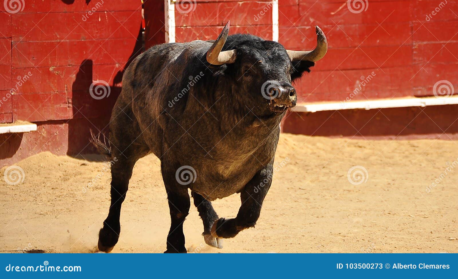 Stier stock afbeelding. Image of gevaar, stierengevecht - 103500273