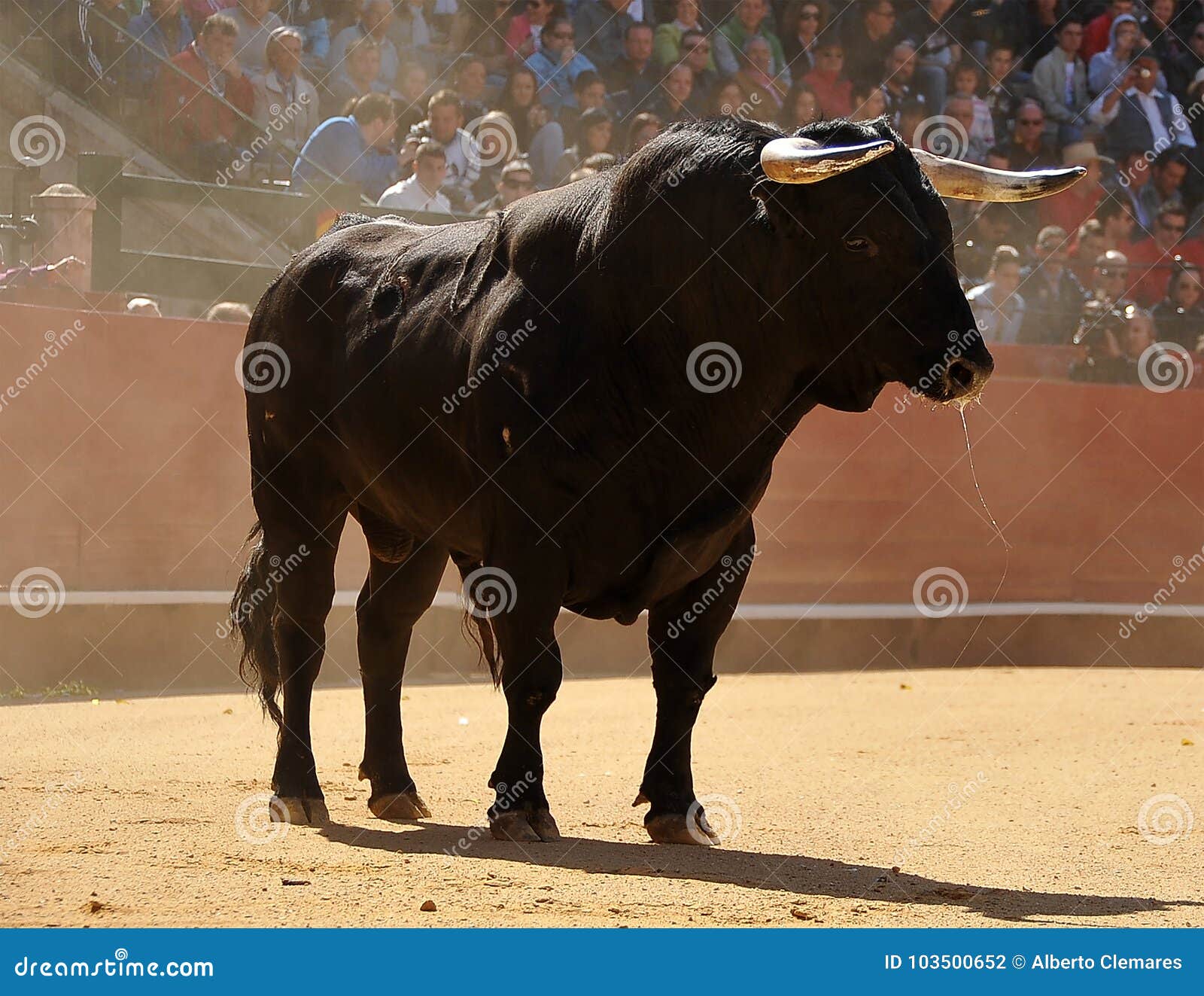 Stier redactionele fotografie. Image of moed, hond, hoornen - 103500652