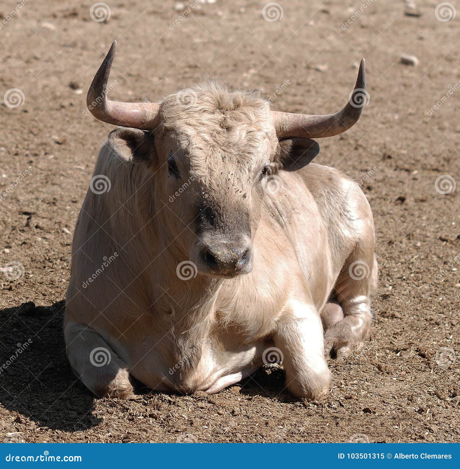 Stier stock afbeelding. Image of lopen, tegenstanders - 103501315
