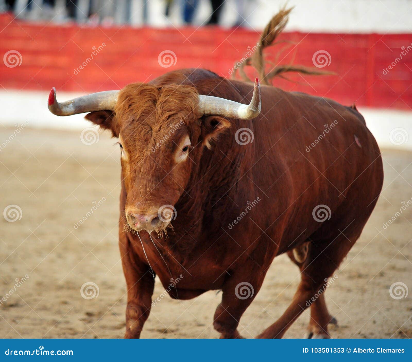 Stier stockbild. Bild von laufen, hupen, stier, bullring - 103501353