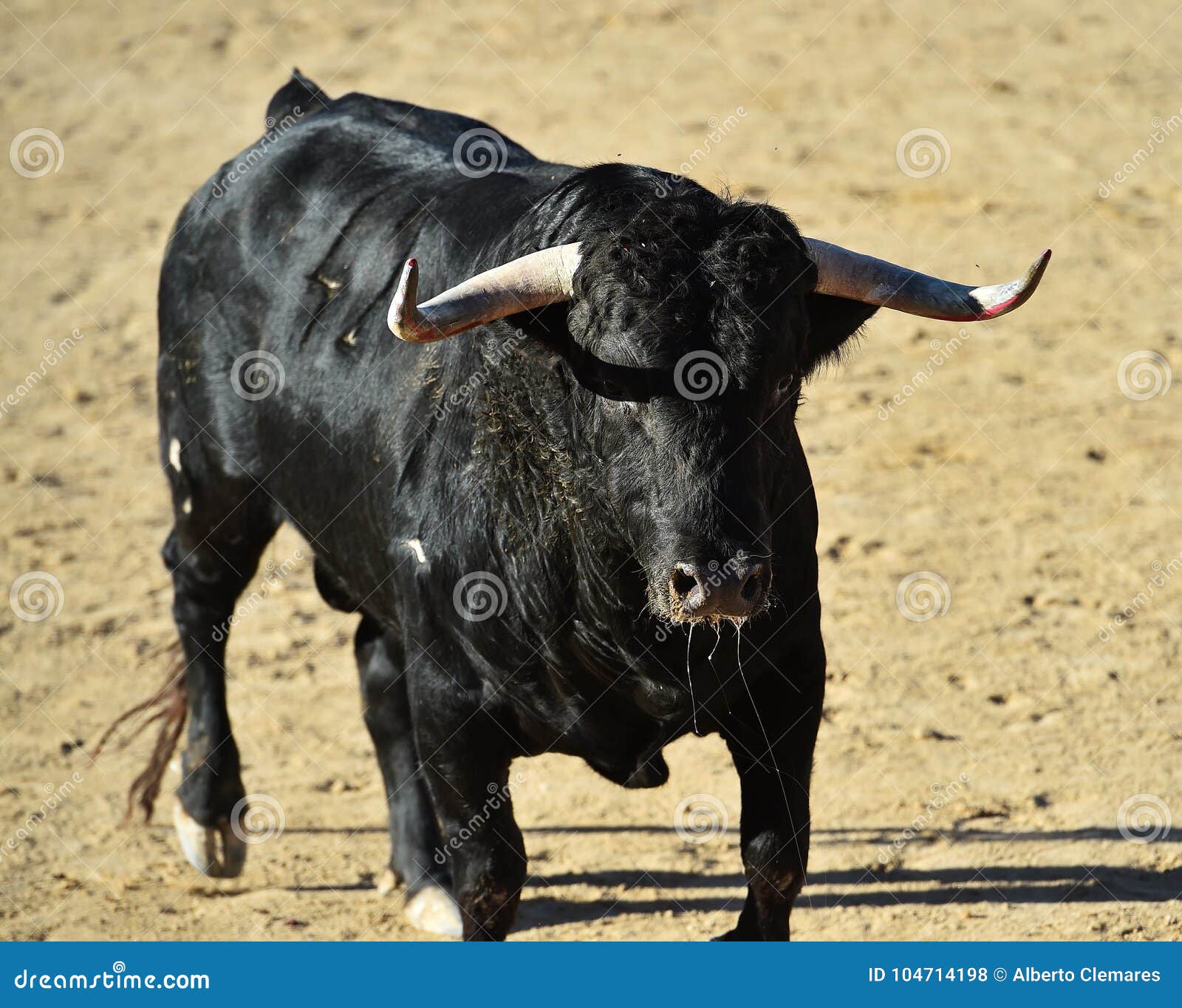 Stier stockfoto. Bild von kultur, wild, geweihe, laufen - 104714198